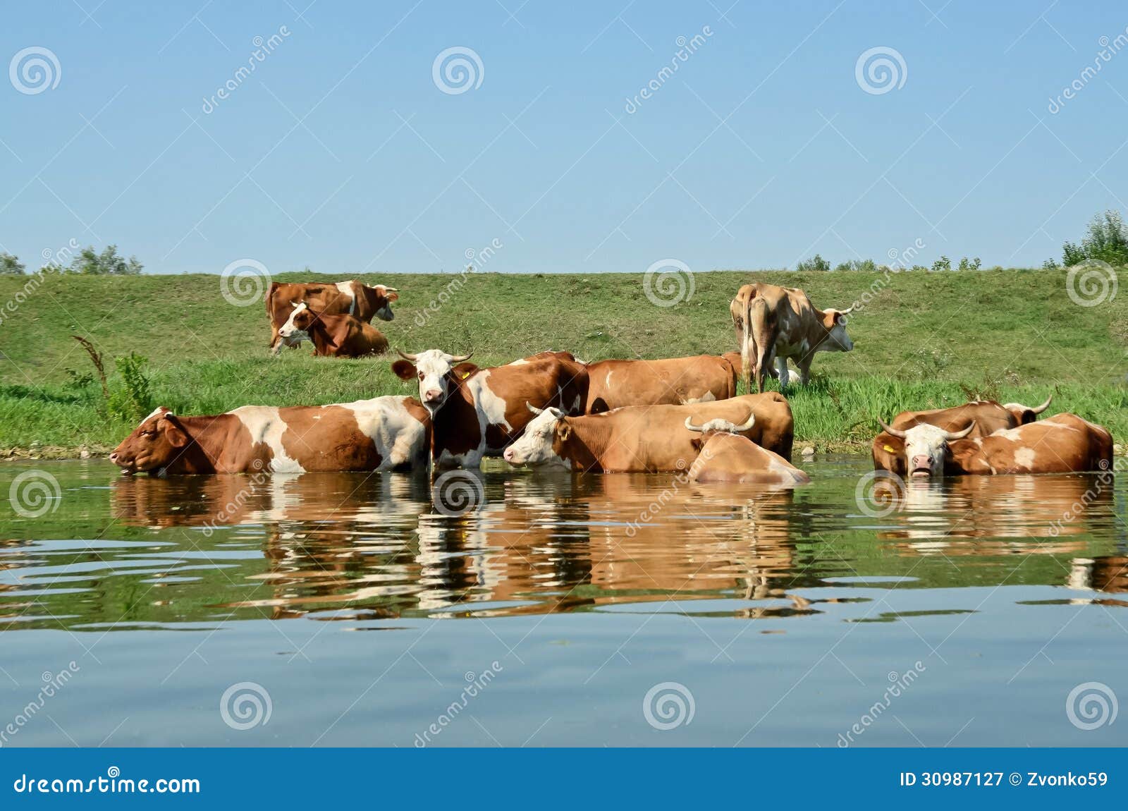 Vacas imagen de archivo. Imagen de enfriamiento, abajo - 30987127