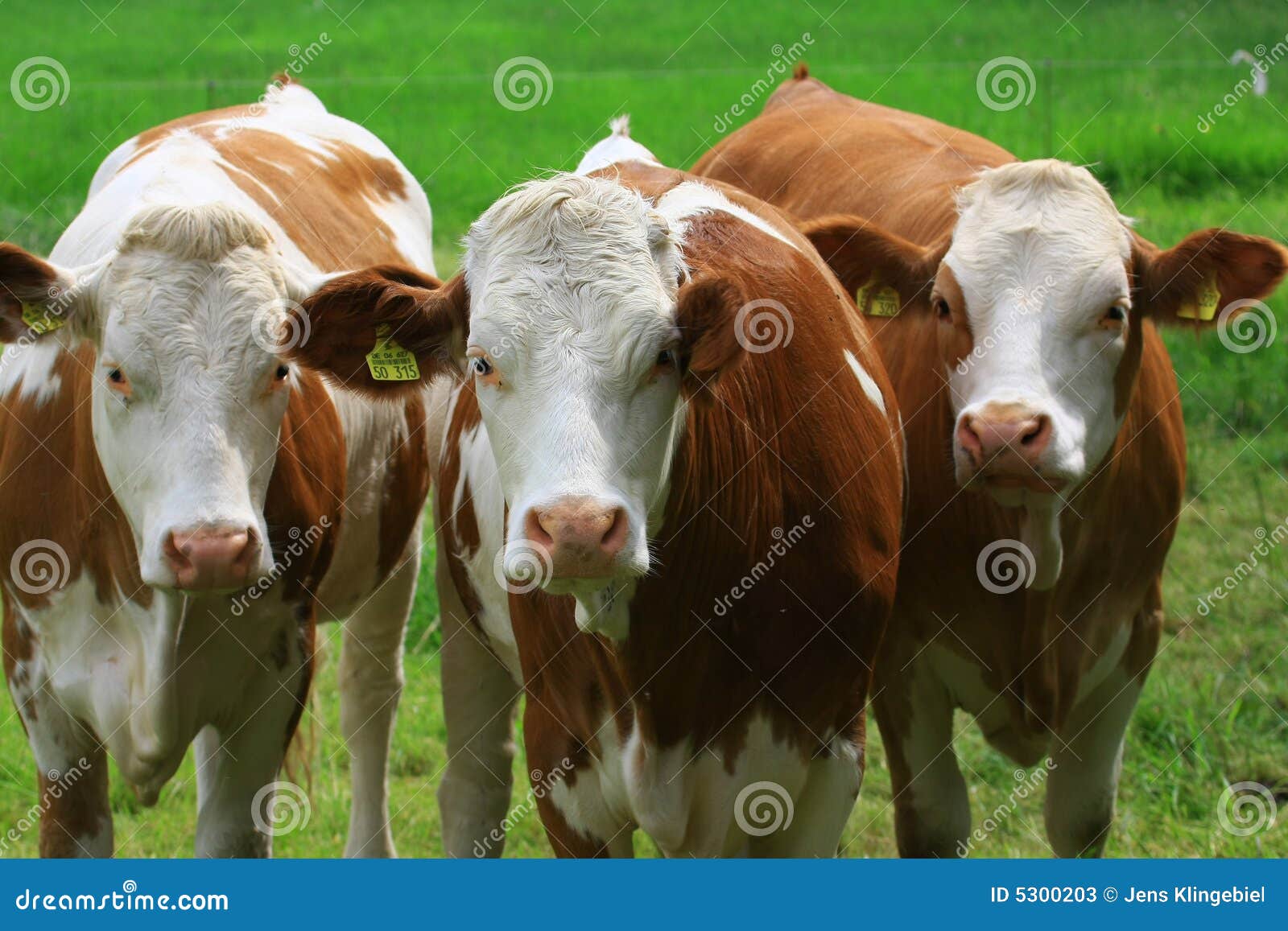 Vacas imagen de archivo. Imagen de farmland, exterior - 5300203