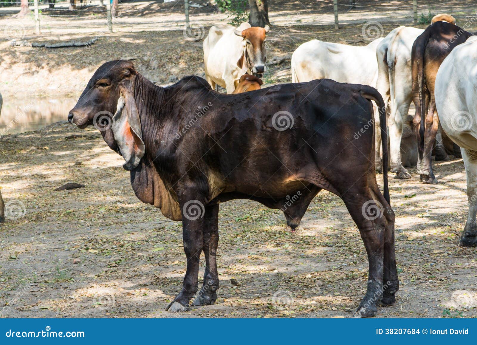 Vacas asiáticas foto de archivo. Imagen de tropical, salvaje - 38207684