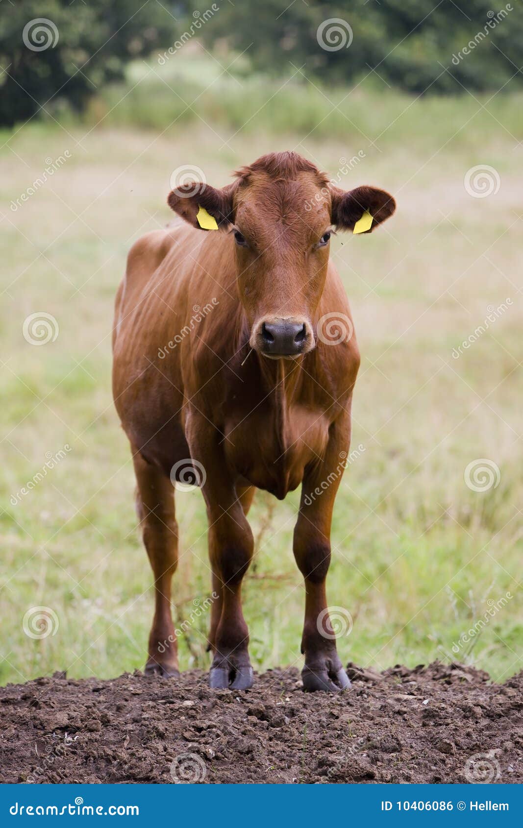 Vacas - bezerra nova foto de stock. Imagem de orelha - 10406086