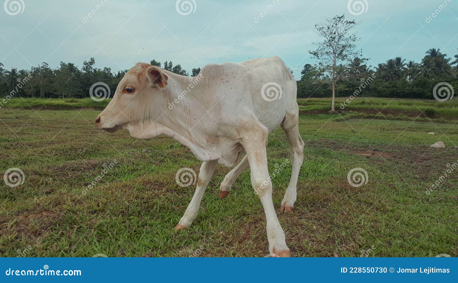 Vacas blancas corriendo foto de archivo. Imagen de blanco - 228550730