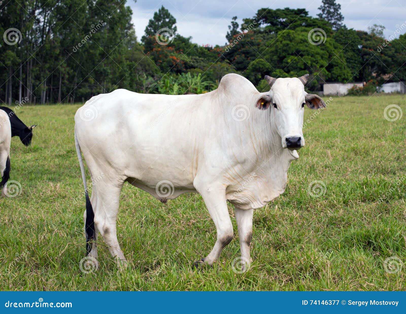 Vacas Brasileiras Em Um Pasto Imagem de Stock - Imagem de rebanho, nave ...