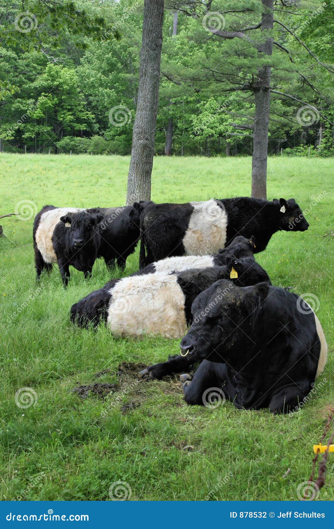 Vacas cercadas de Galloway foto de stock. Imagem de doméstico - 878532