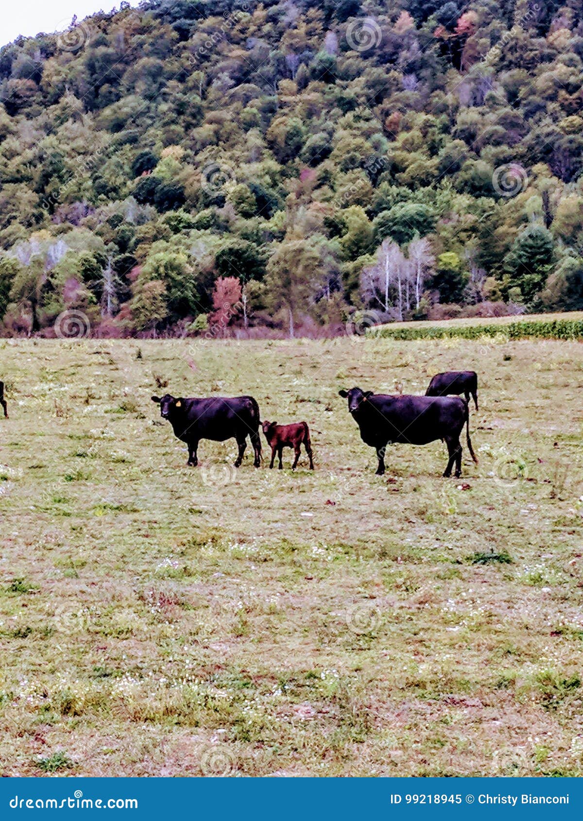 Vacas con los becerros imagen de archivo. Imagen de pasto - 99218945