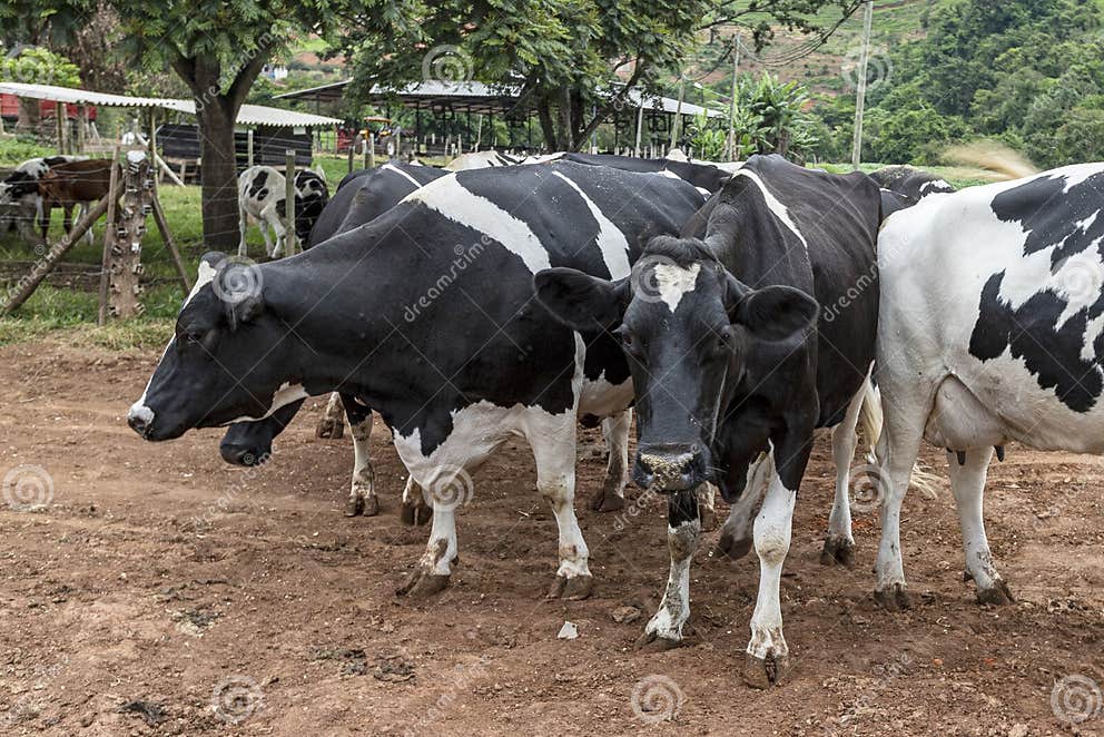 Vacas Confinadas En Una Granja Lechera Imagen de archivo - Imagen de ... Vacas Confinadas En Una Granja Lechera Imagen de archivo - Imagen de ...