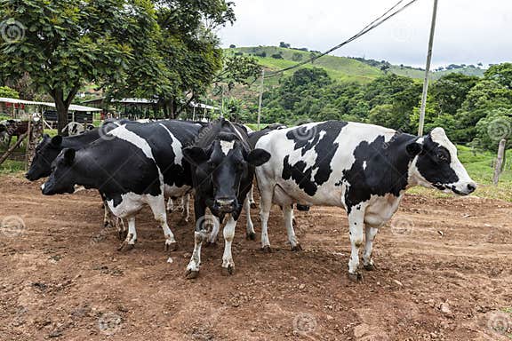 Vacas Confinadas En Una Granja Lechera Foto de archivo - Imagen de ... Vacas Confinadas En Una Granja Lechera Foto de archivo - Imagen de ...