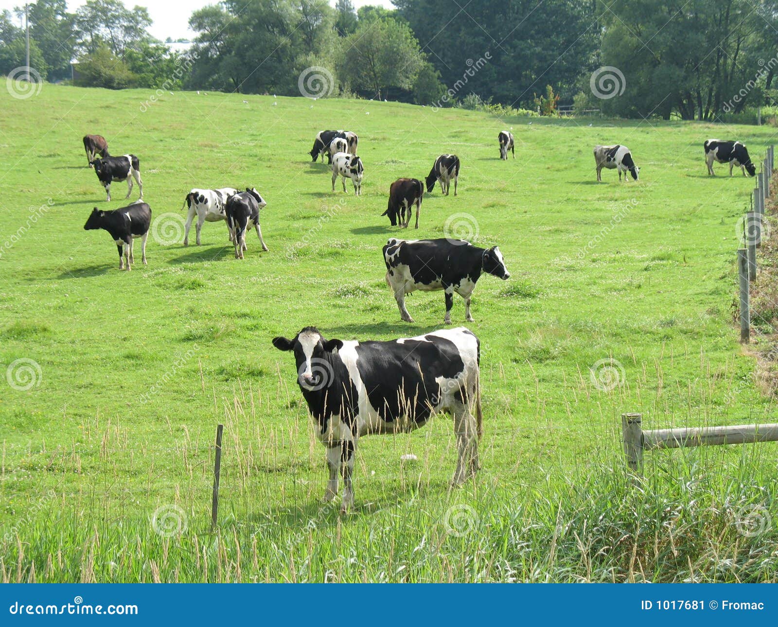 Vacas de Holstein imagen de archivo. Imagen de pasto, pista - 1017681