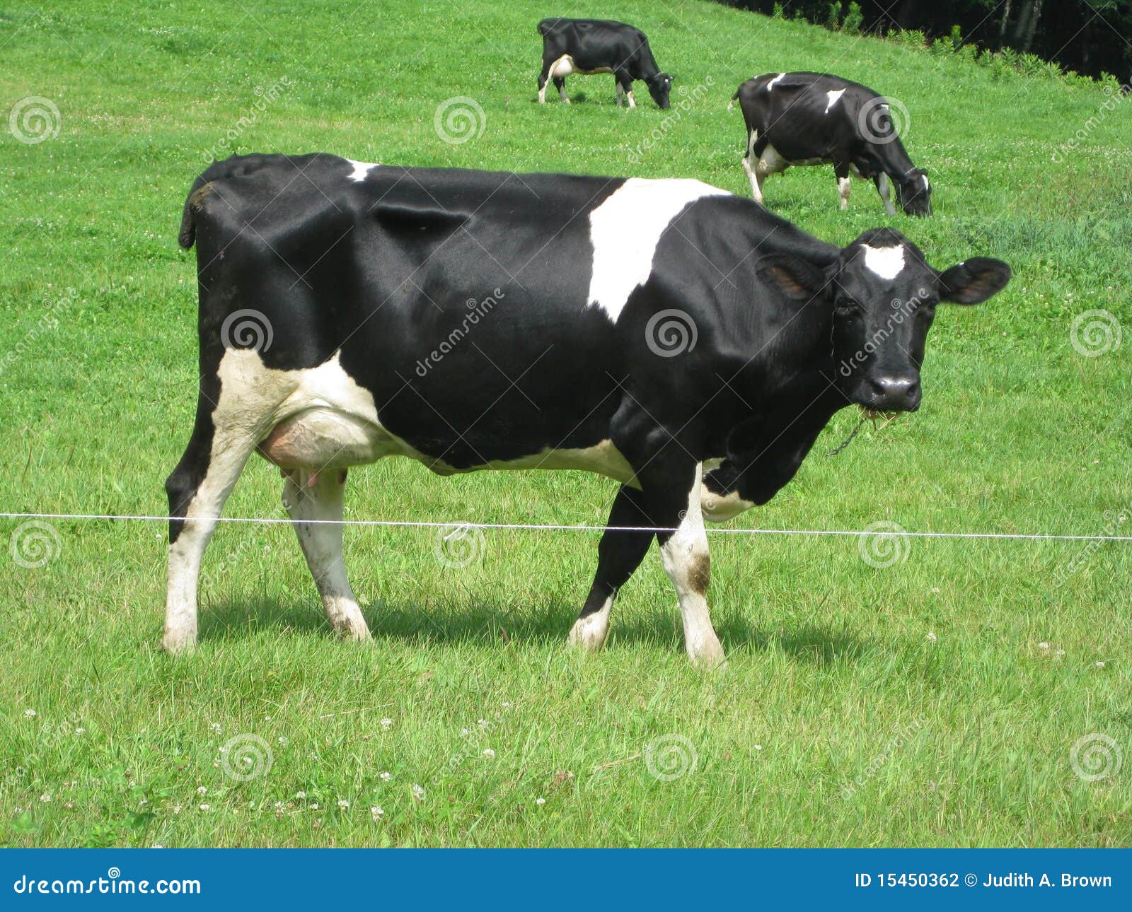 Vacas De Holstein Fotografia de Stock - Imagem: 15450362