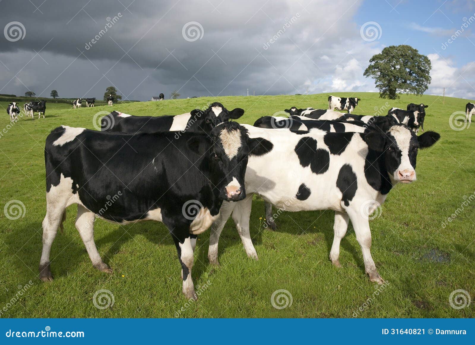 Vacas de Holstein imagen de archivo. Imagen de manada - 31640821