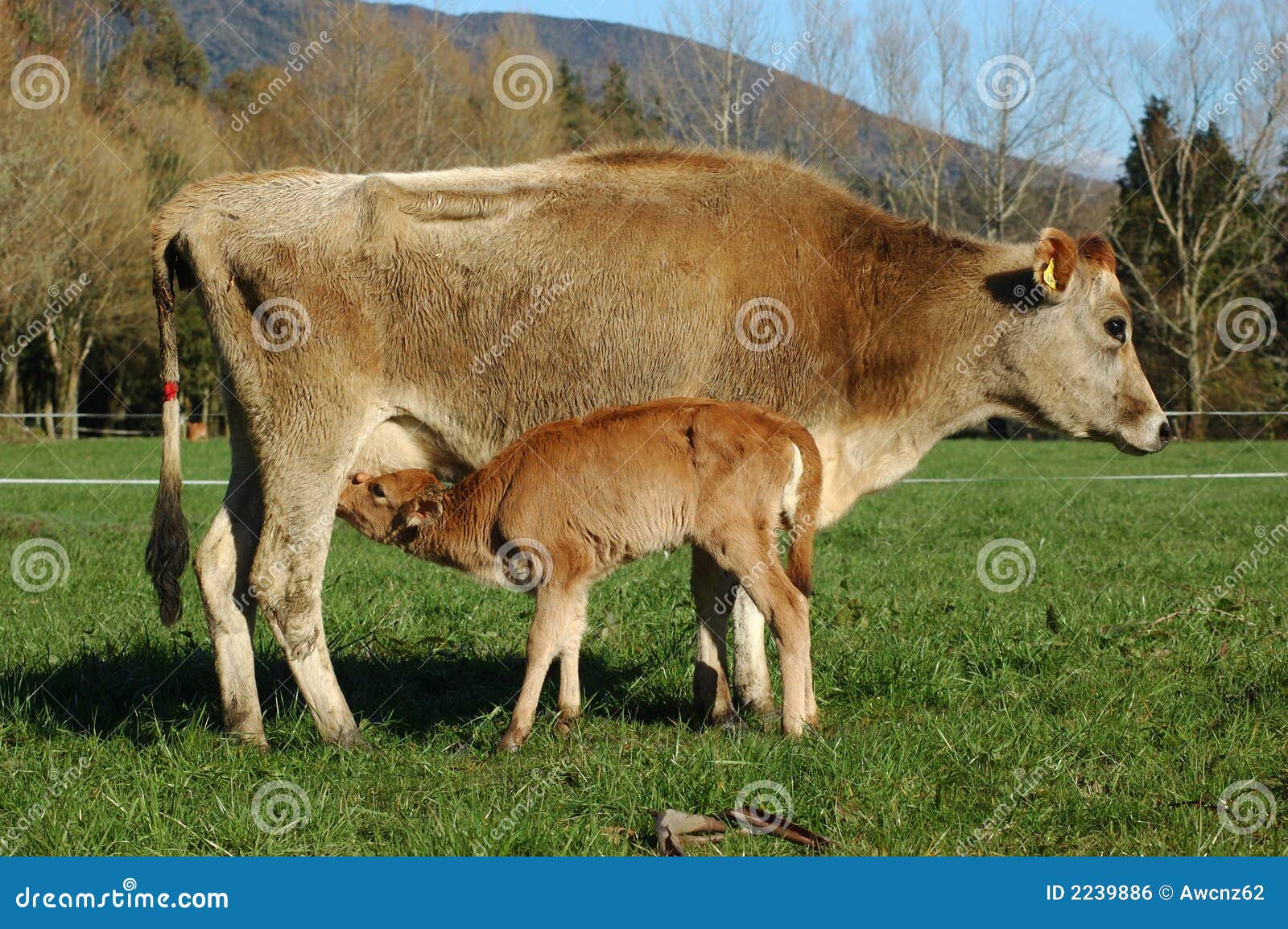 Vacas de Jersey foto de stock. Imagem de foto, alimento - 2239886