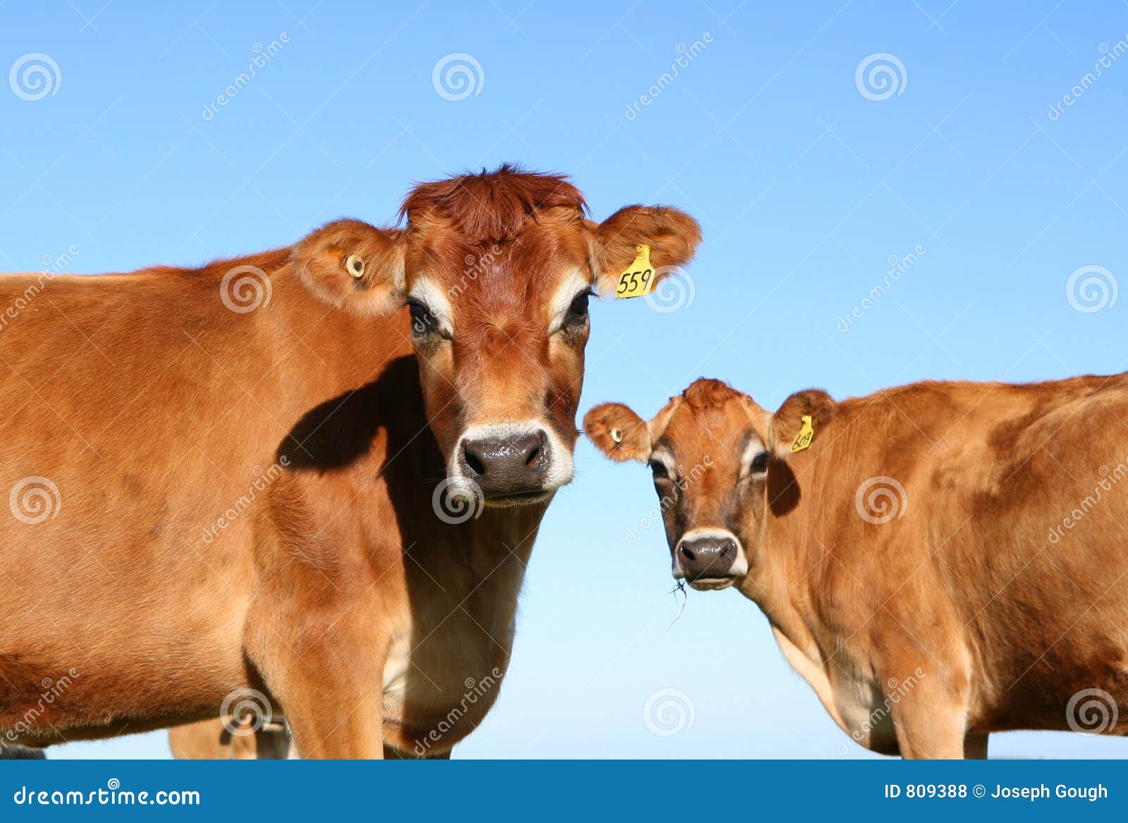 Vacas de Jersey foto de archivo. Imagen de pista, animales - 809388