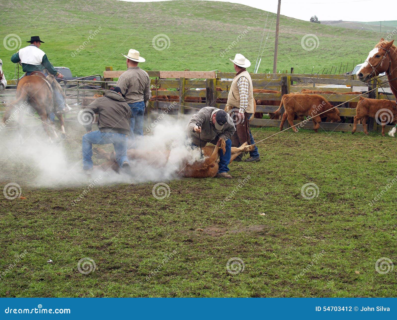 Vacas De Marcado En Caliente Fotografía editorial - Imagen de becerro ...