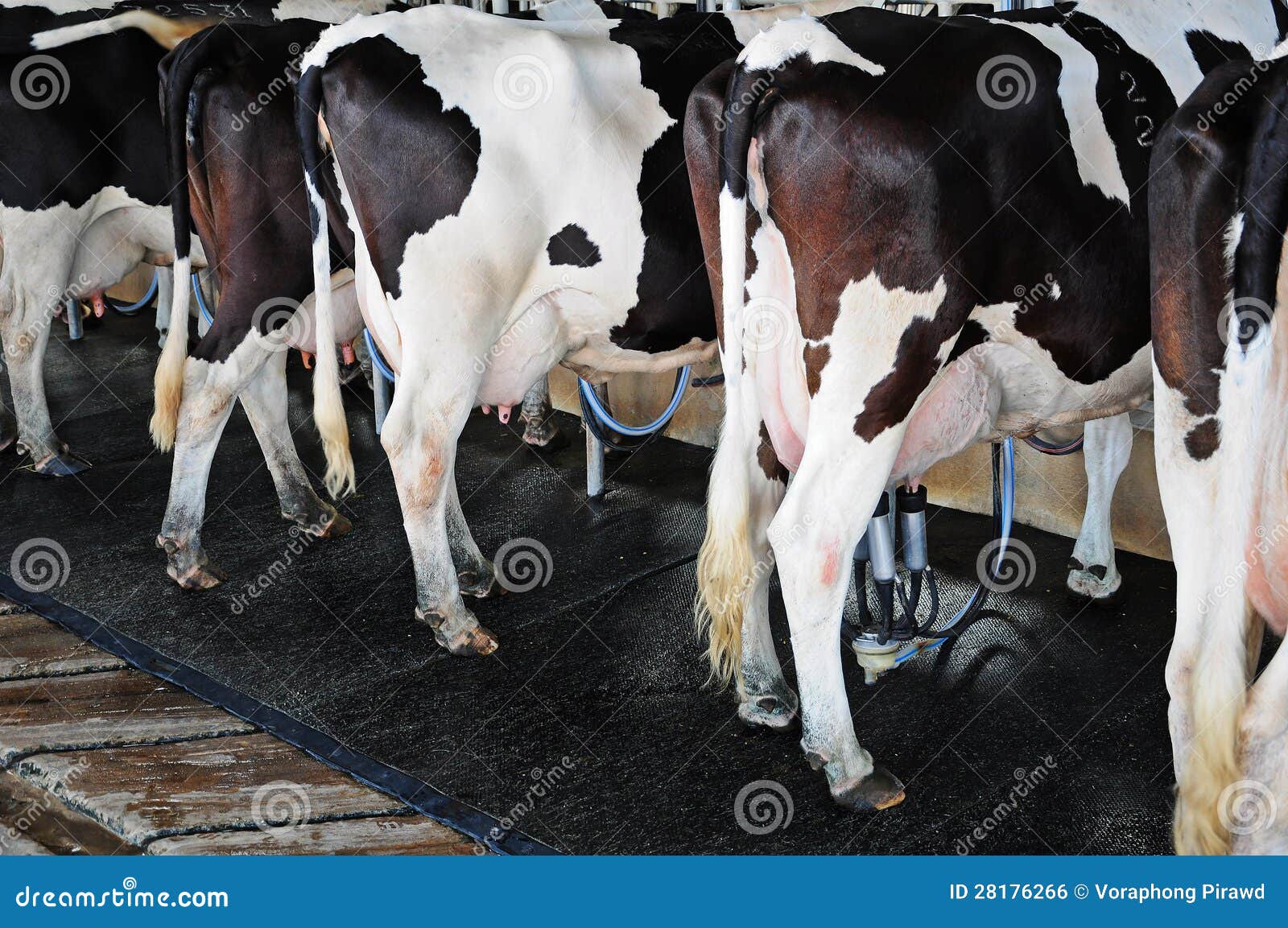 Vacas de ordeño foto de archivo. Imagen de tubo, comercial - 28176266