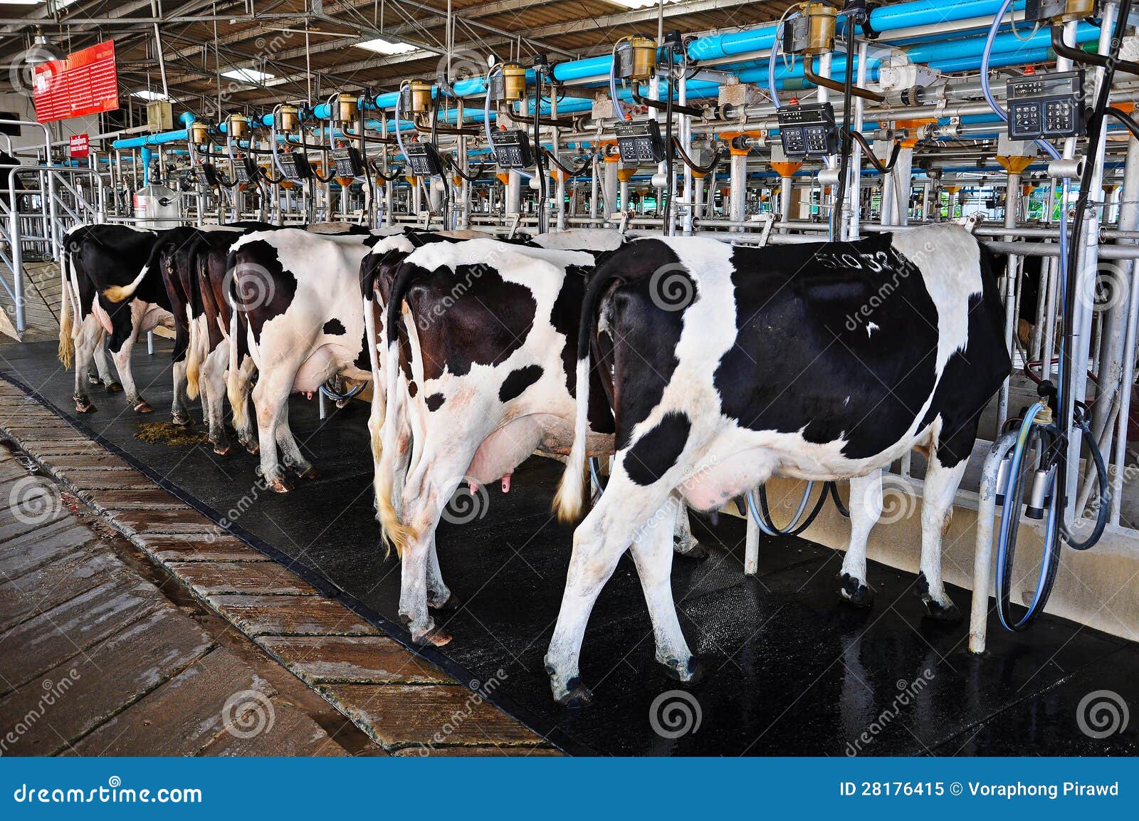 Vacas de ordenha imagem de stock. Imagem de imagem, equipamento - 28176415