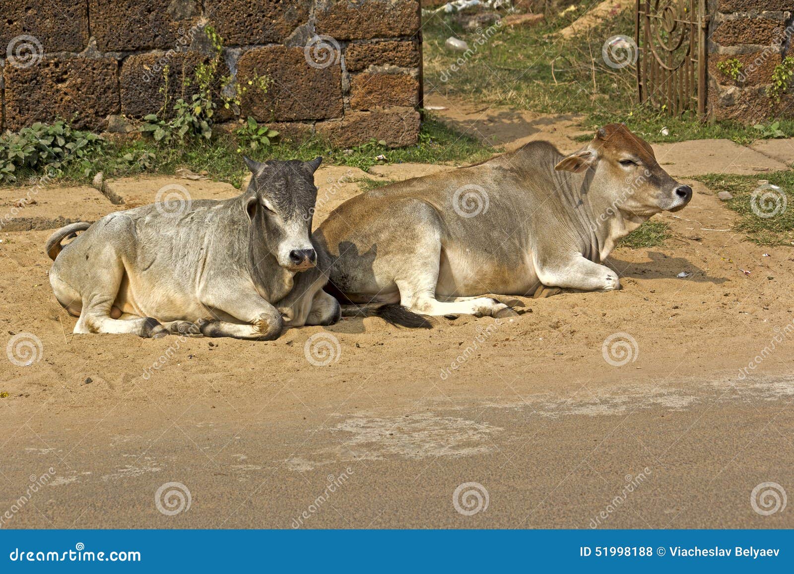 Vacas de relaxamento foto de stock. Imagem de fazenda - 51998188