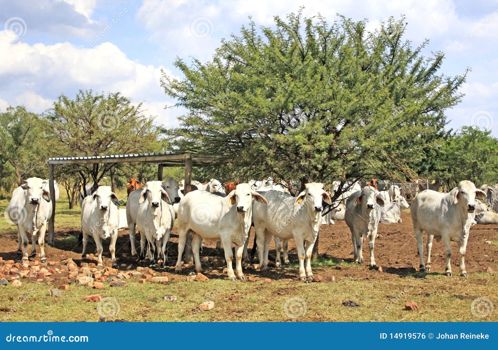 Vacas del Brahman foto de archivo. Imagen de agricultura - 14919576
