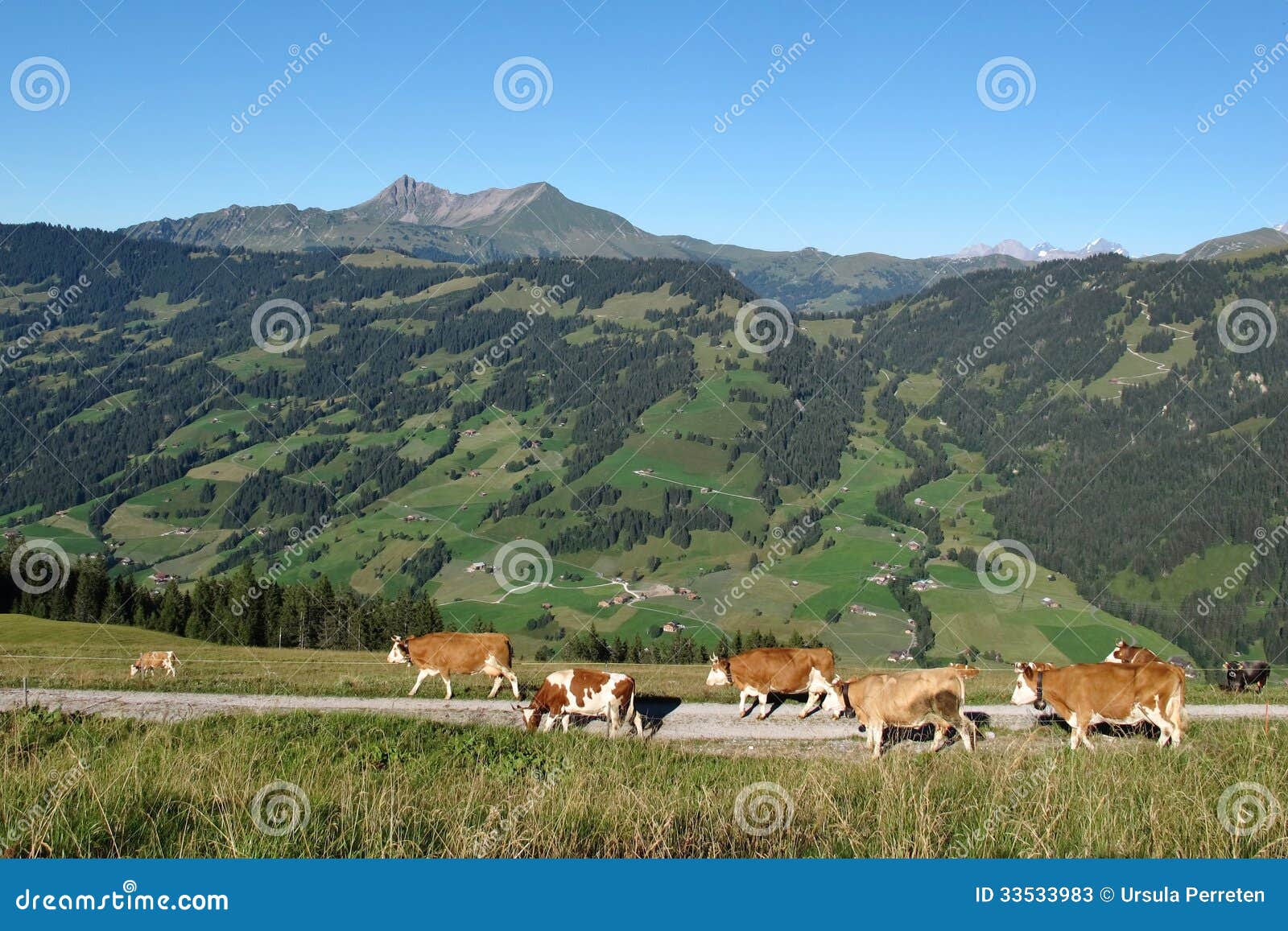 Vacas Del Simmental En Una Granja Imagen de archivo - Imagen de ...