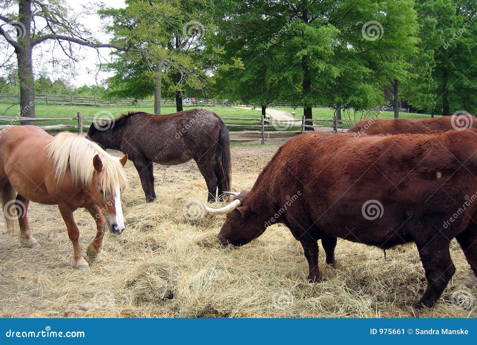Vacas e cavalos imagem de stock. Imagem de égua, fazendeiro - 975661