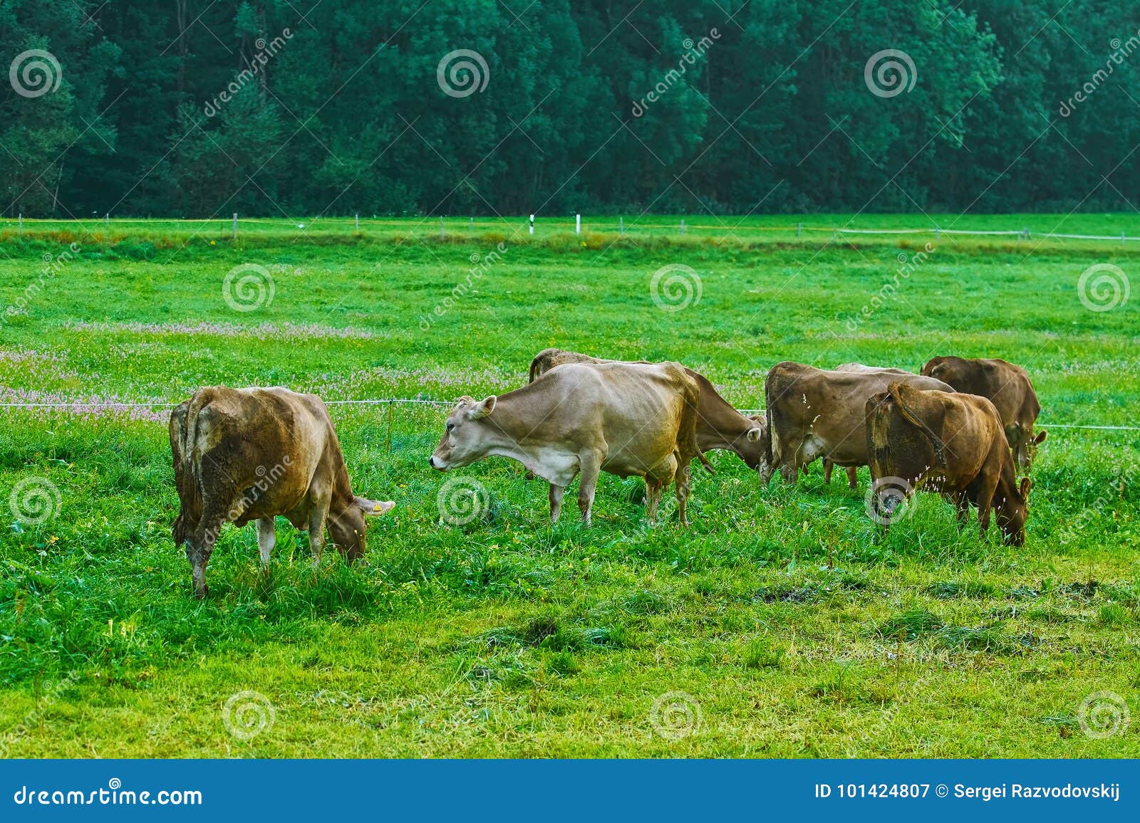 Vacas en el pasto imagen de archivo. Imagen de tierra - 101424807