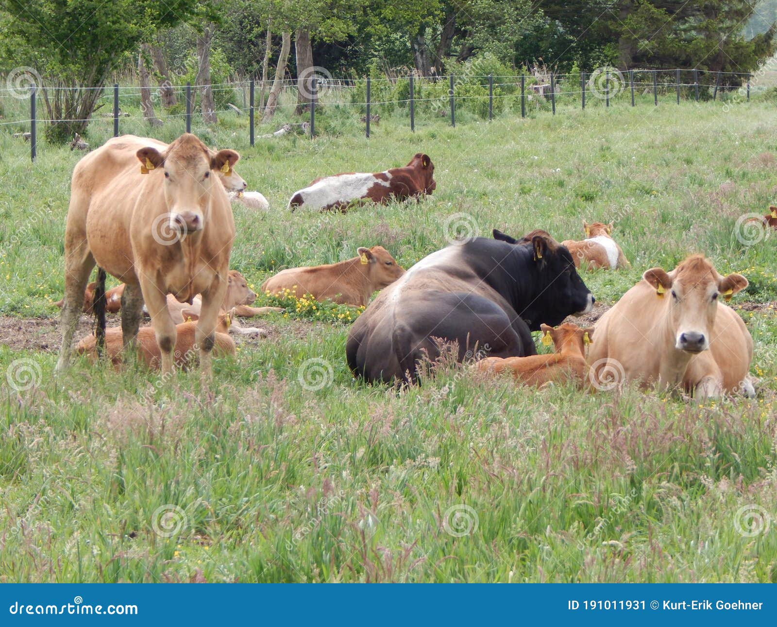 Vacas en el pasto imagen de archivo. Imagen de pasto - 191011931