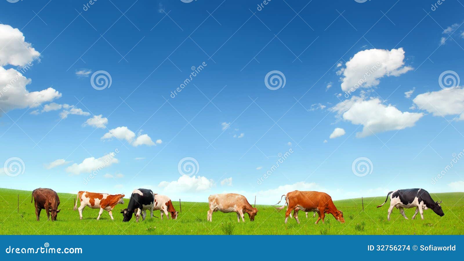 Vacas en el pasto foto de archivo. Imagen de prado, granja - 32756274