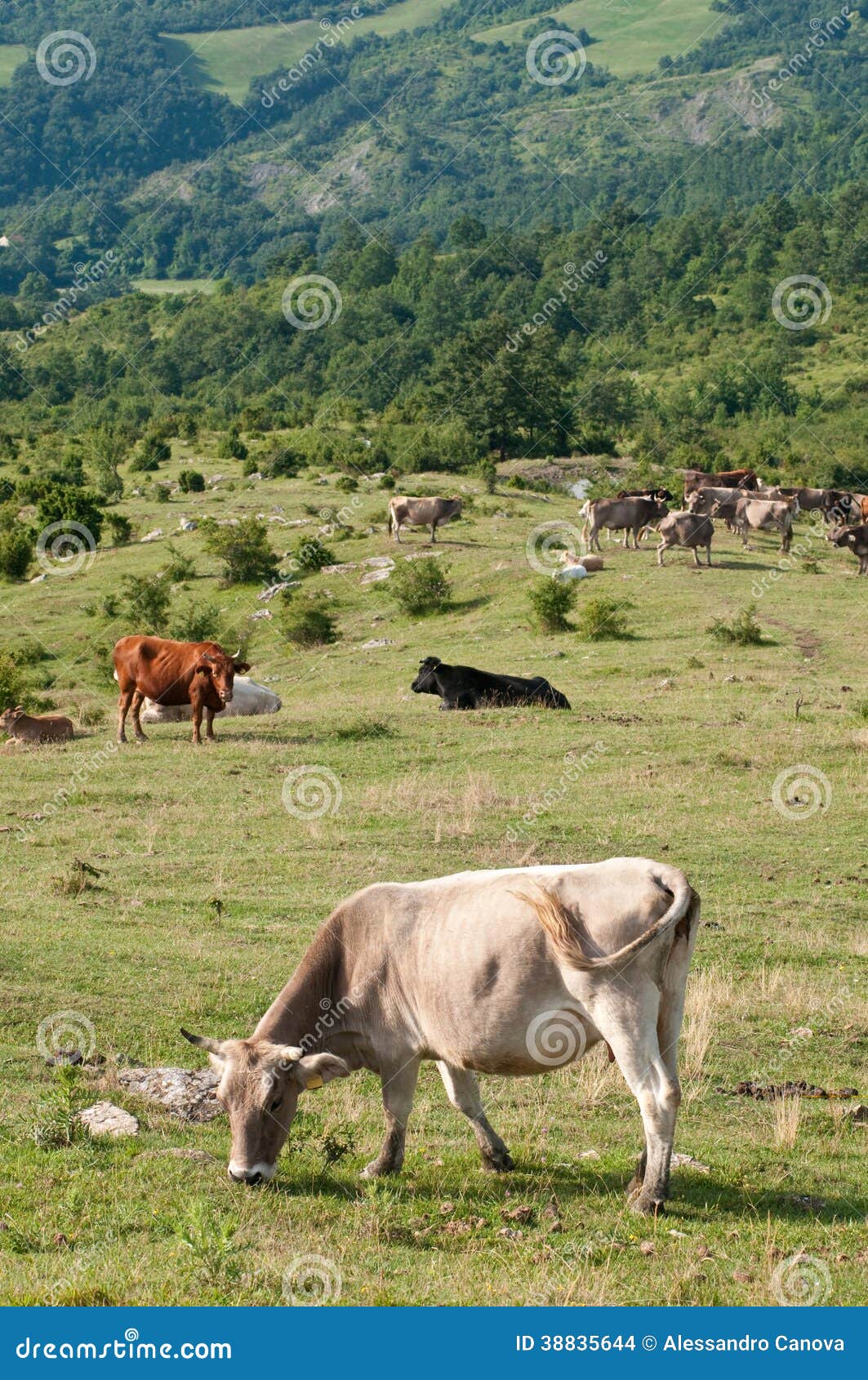 Vacas en el pasto foto de archivo. Imagen de pista, campos - 38835644
