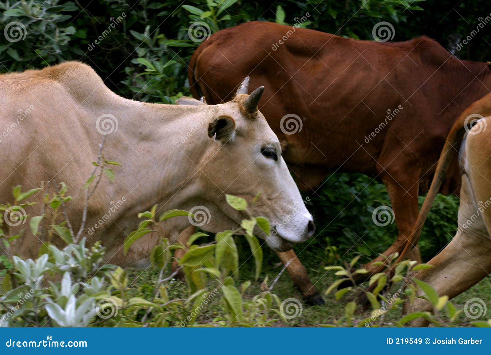 Vacas En El Salvaje Imagen. Imagen: 219549