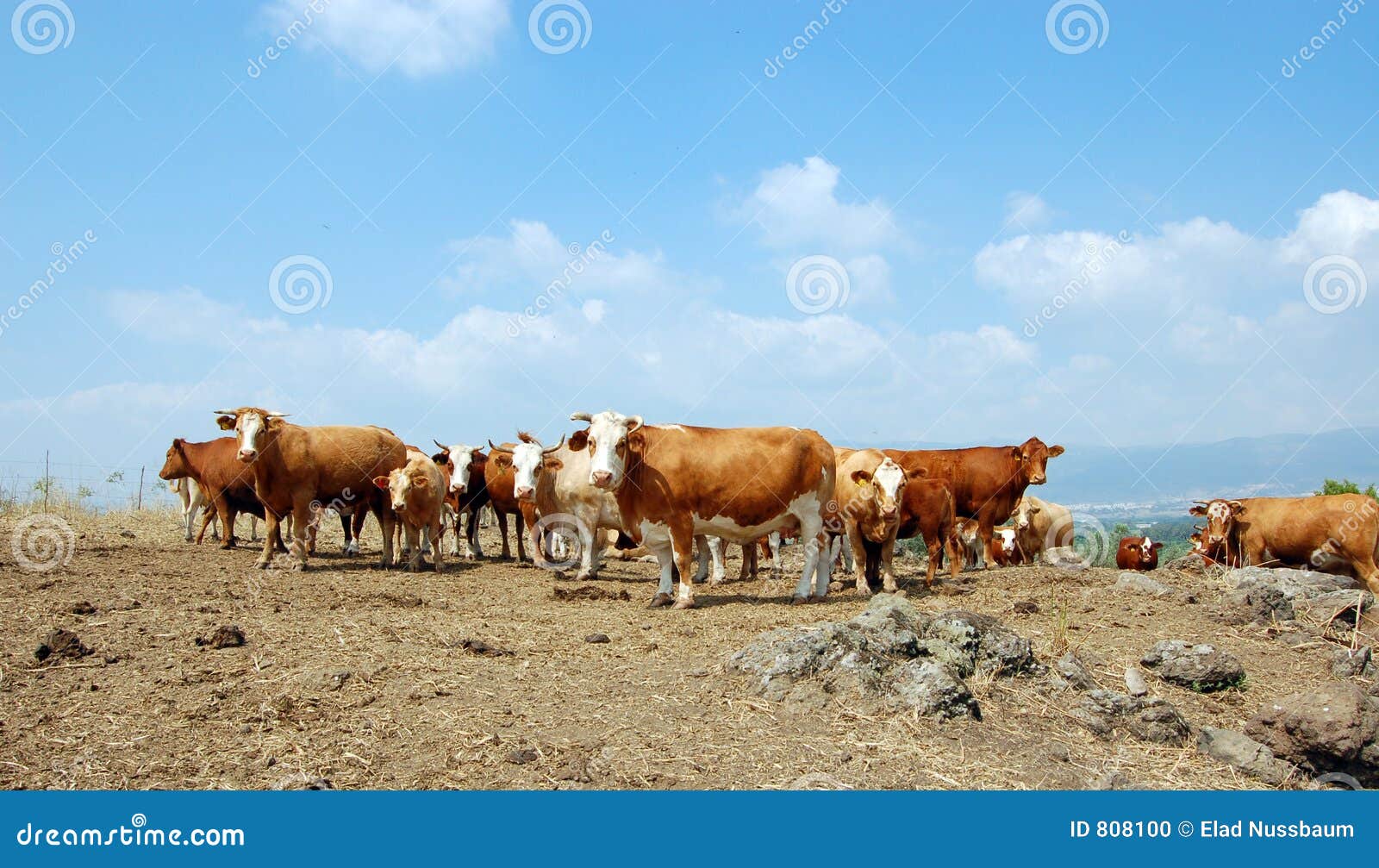 Vacas en el salvaje foto de archivo. Imagen de animales - 808100