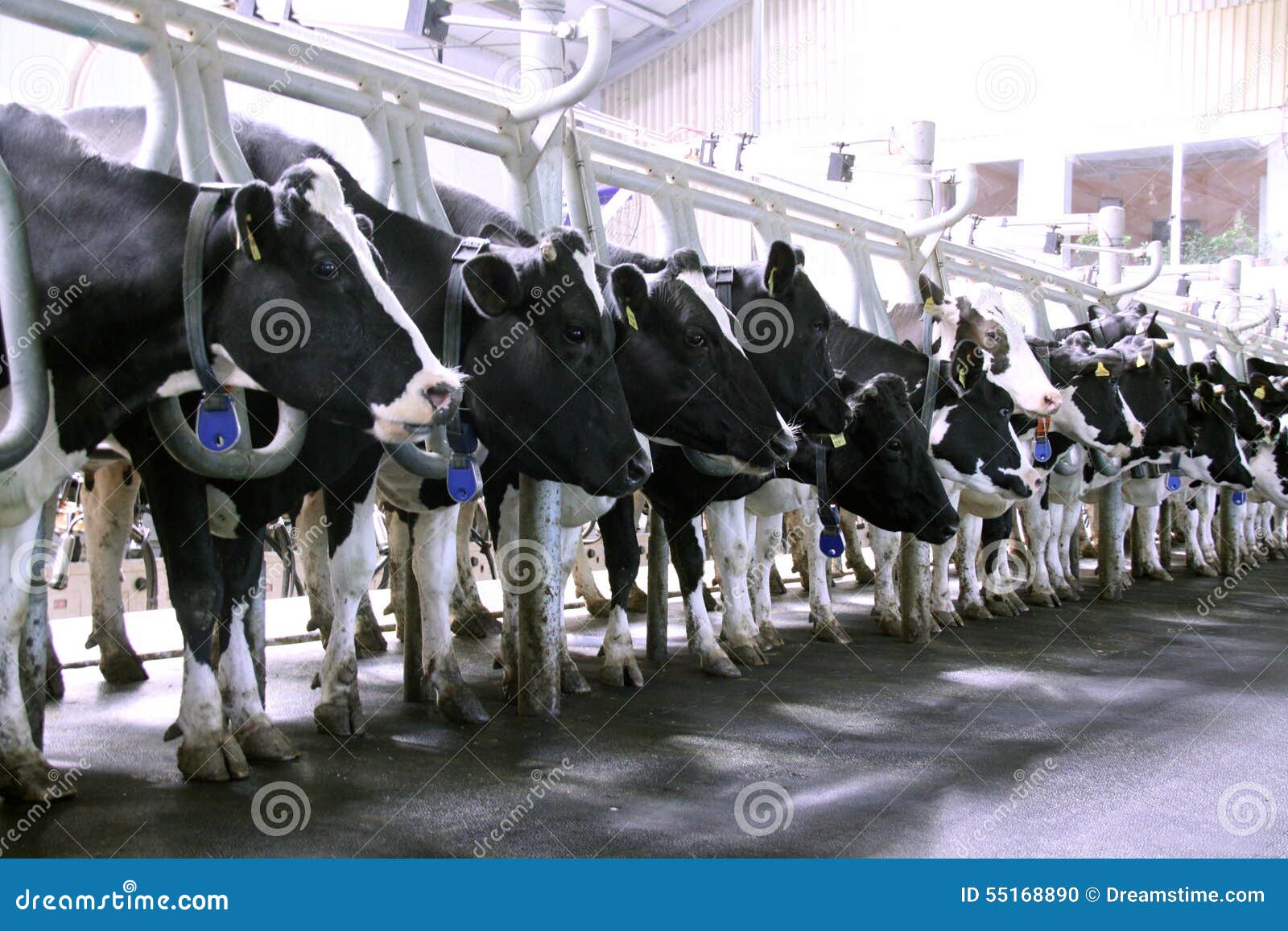 Vacas En La Granja De La Leche Foto de archivo - Imagen de cosechadora ...