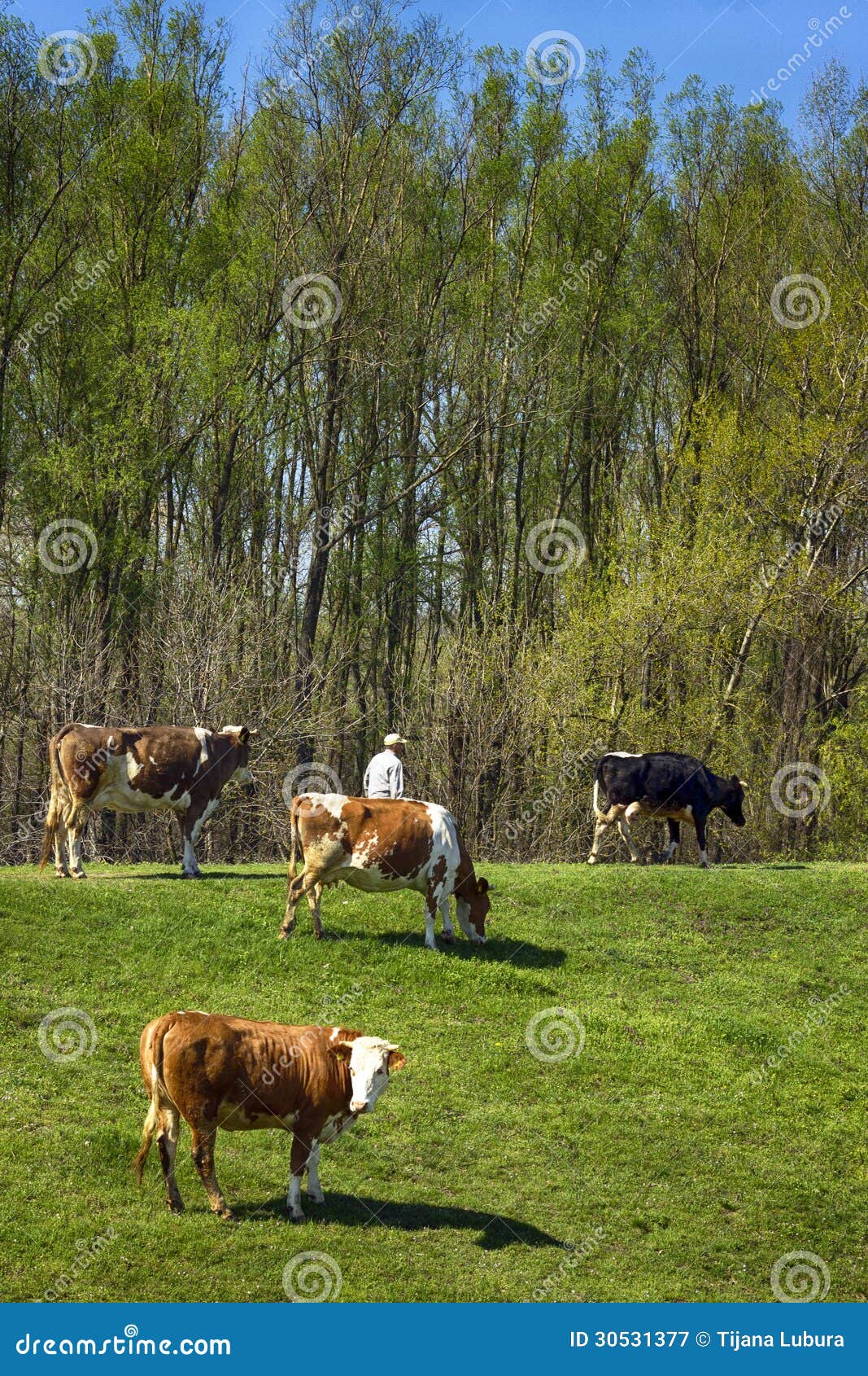 Vacas en naturaleza imagen de archivo. Imagen de manojo - 30531377
