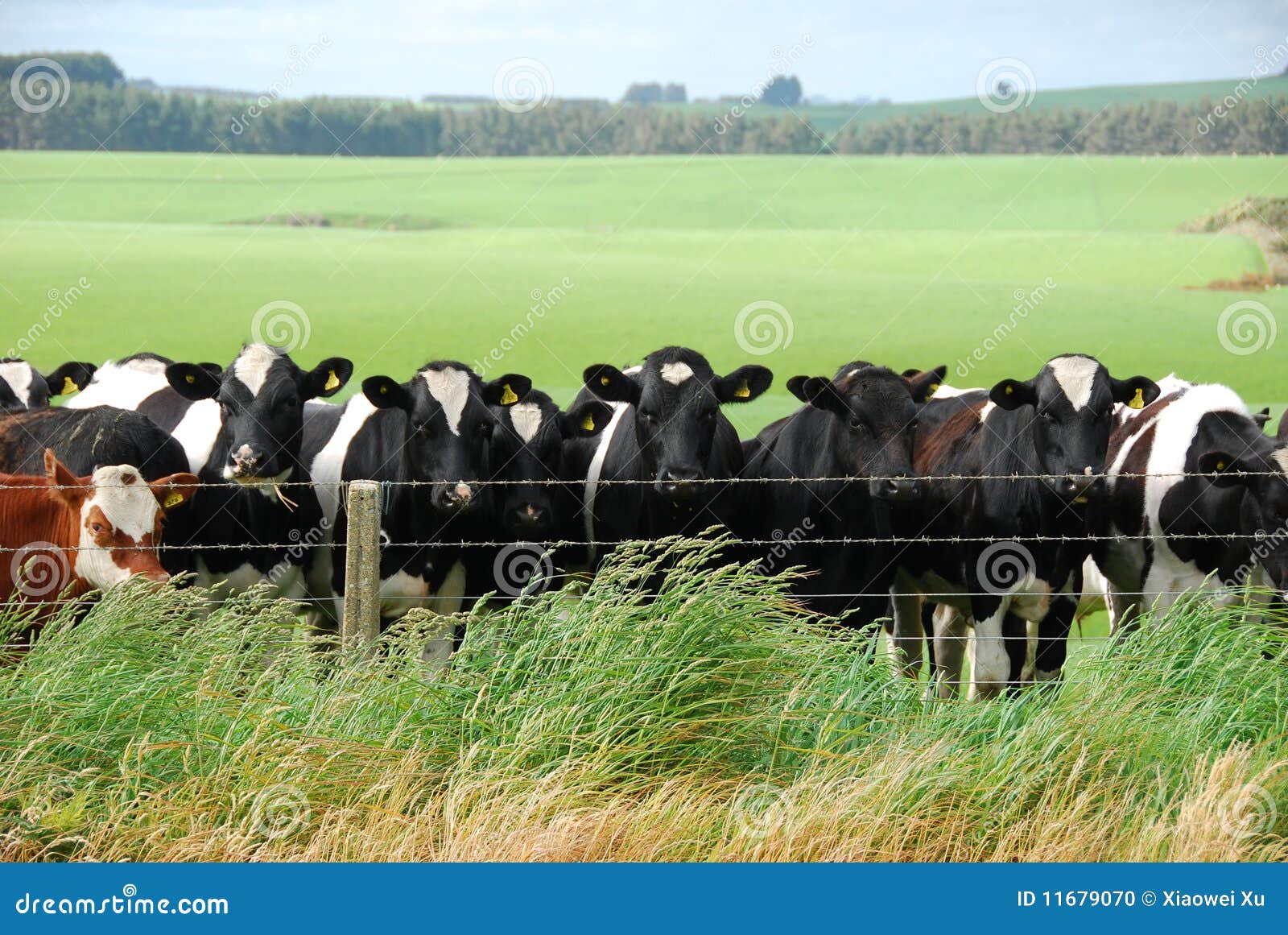 Vacas en rancho foto de archivo. Imagen de recorrido - 11679070
