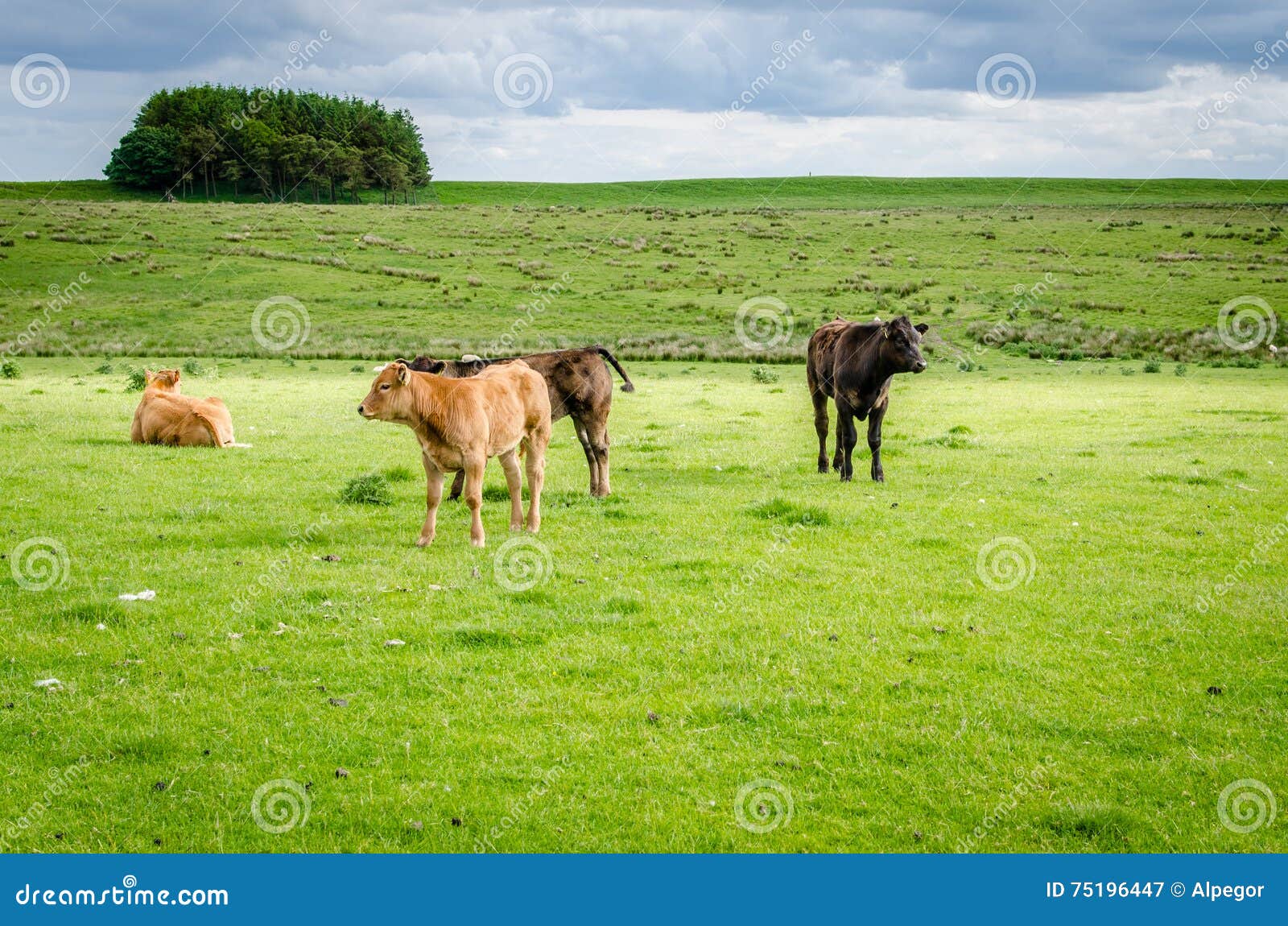 Vacas en un campo imagen de archivo. Imagen de nubes - 75196447