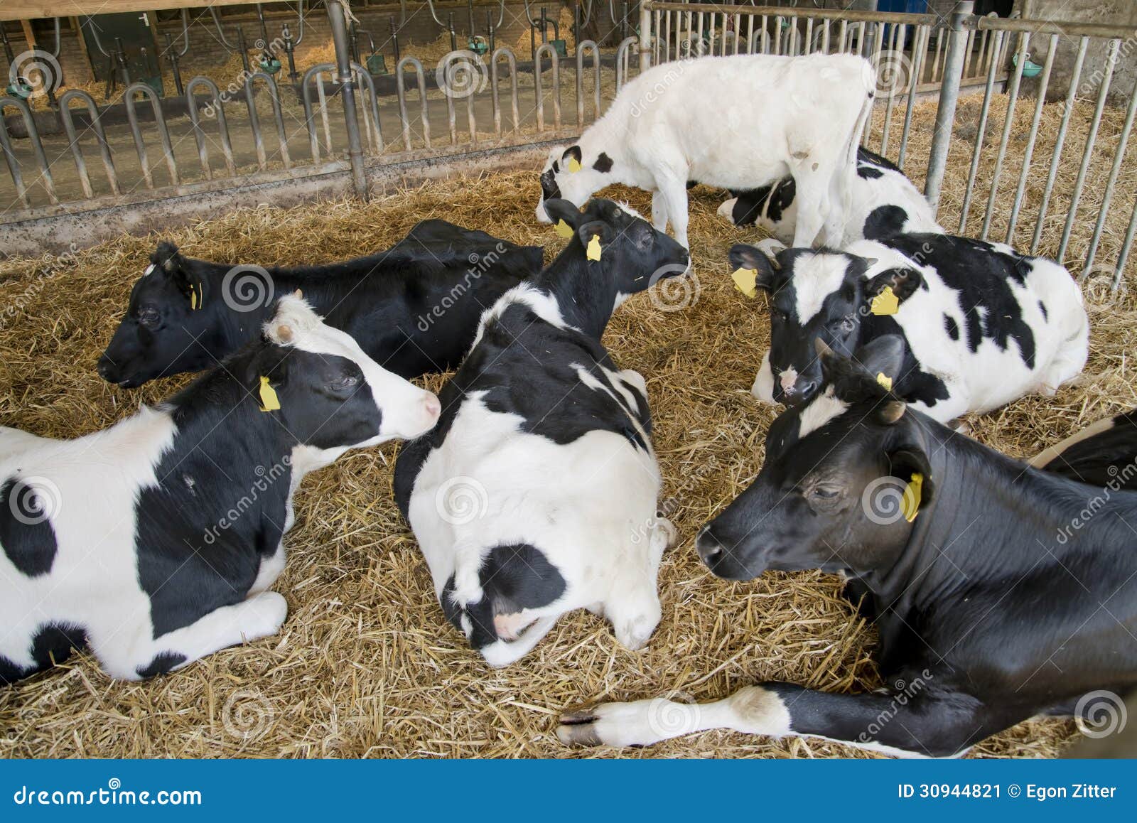 Vacas en un establo imagen de archivo. Imagen de forraje - 30944821