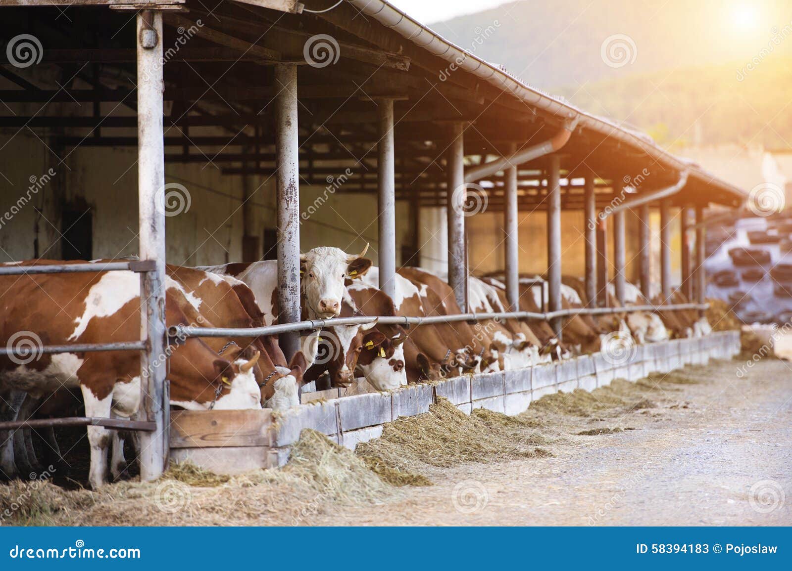 Vacas En Un Establo De La Granja Imagen de archivo - Imagen de ganados ...
