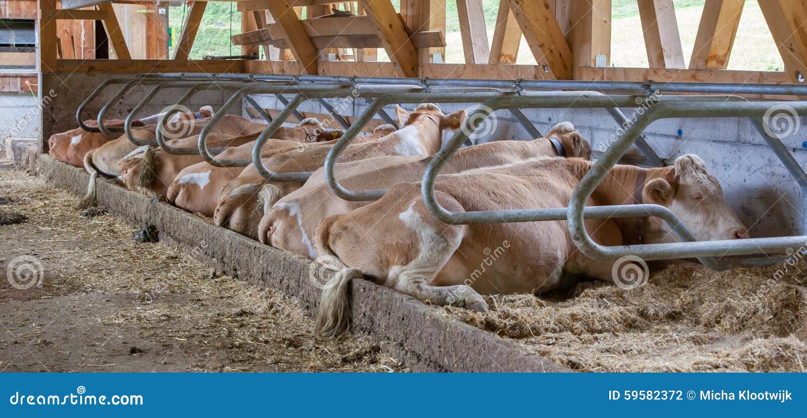 Vacas En Un Establo De La Granja Fotos De Stock - Download 330 Fotos ...