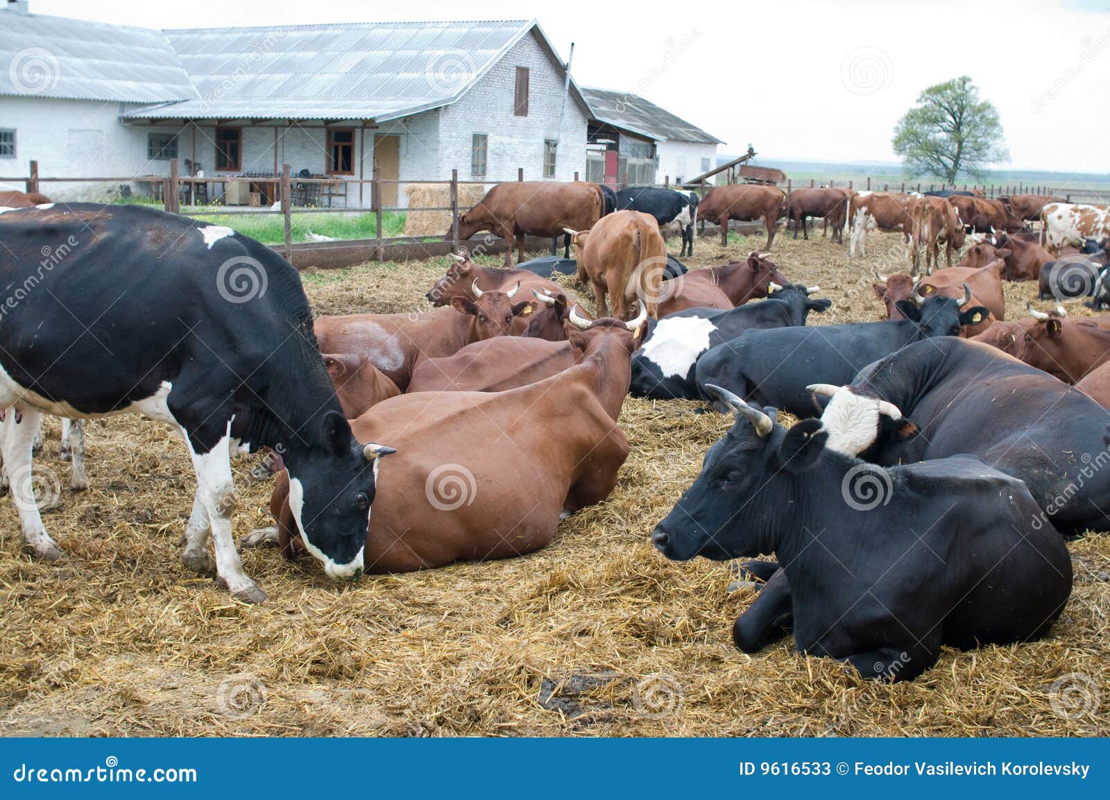 Vacas en una granja. imagen de archivo. Imagen de casta - 9616533