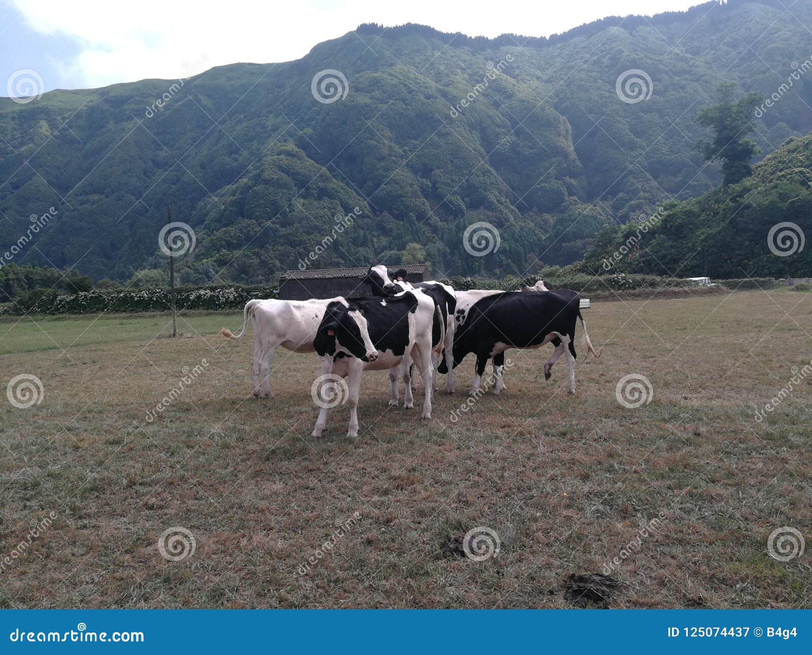 Vacas felices imagen de archivo. Imagen de leche, azores - 125074437