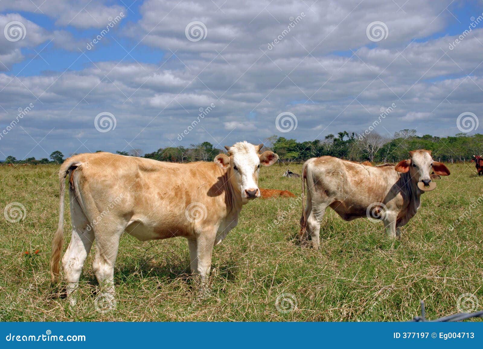 Vacas felices imagen de archivo. Imagen de plumas, cuento - 377197