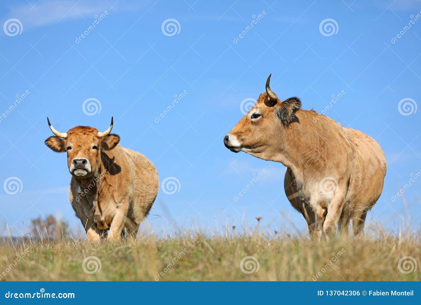 Vacas francesas de Aubrac foto de archivo. Imagen de hierba - 137042306