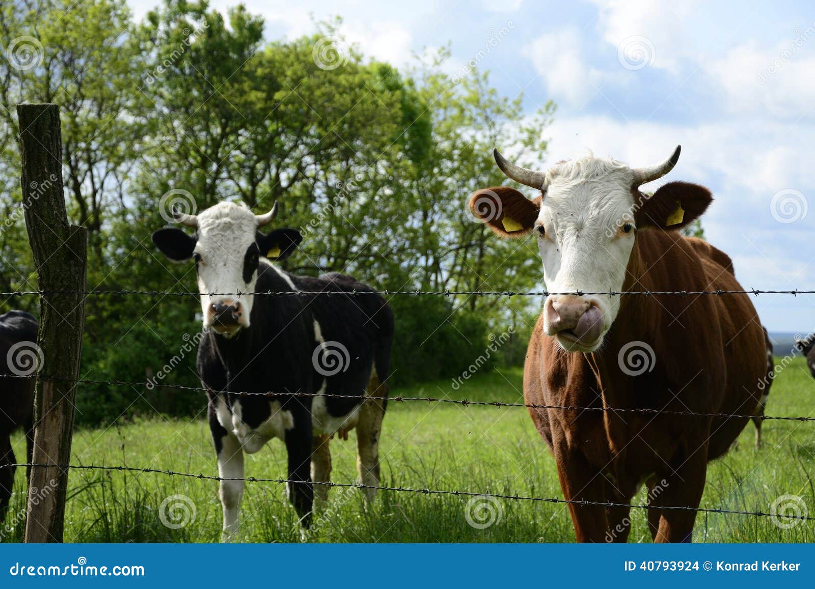 Vacas Hermosas En Un Campo Verde Foto de archivo - Imagen de heno ...