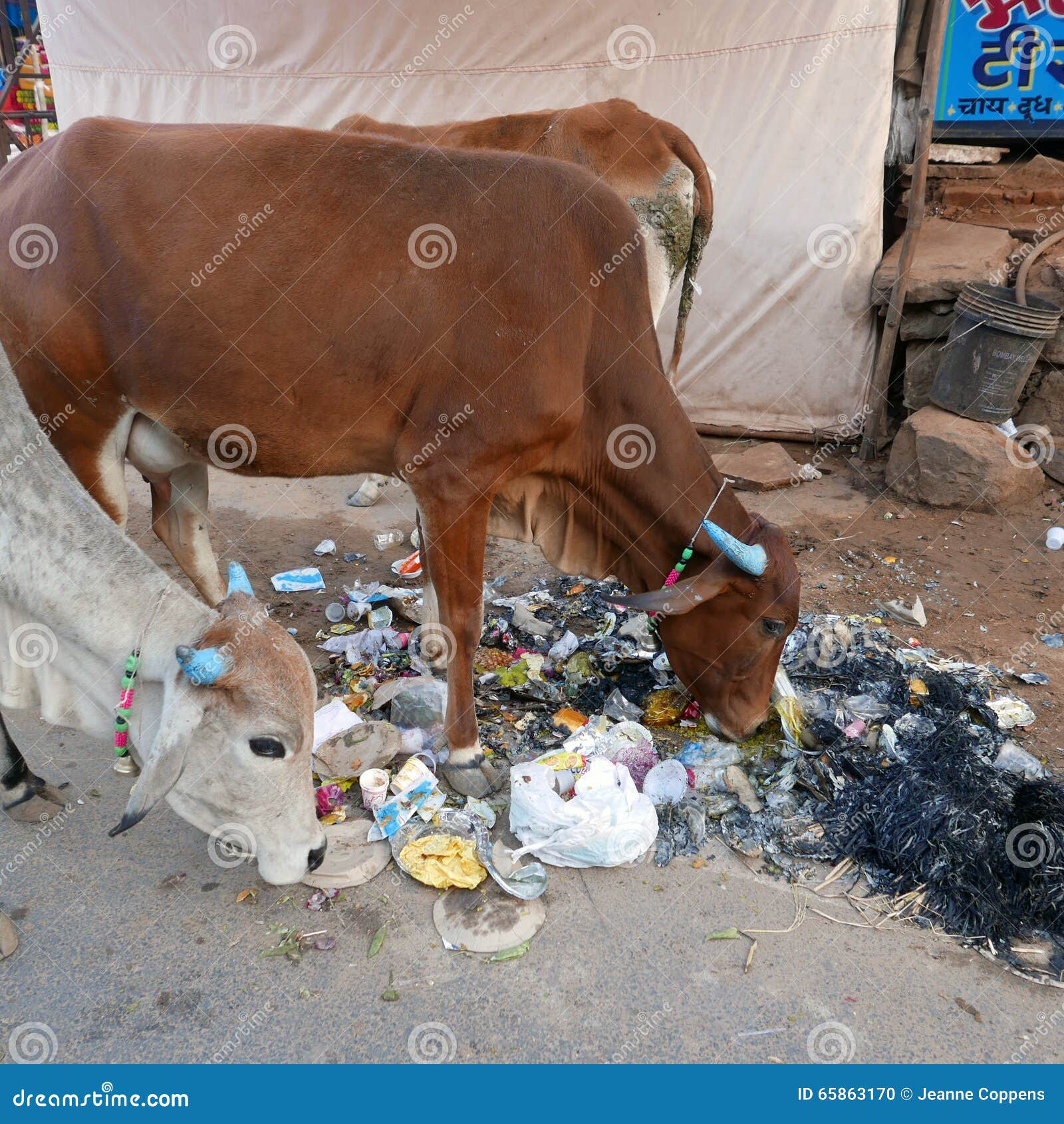 Vacas Indias Que Comen La Basura Imagen editorial - Imagen de bestia ...