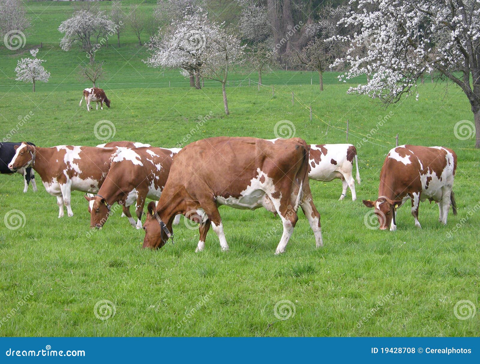 Vacas lecheras foto de archivo. Imagen de ganados, suizo - 19428708