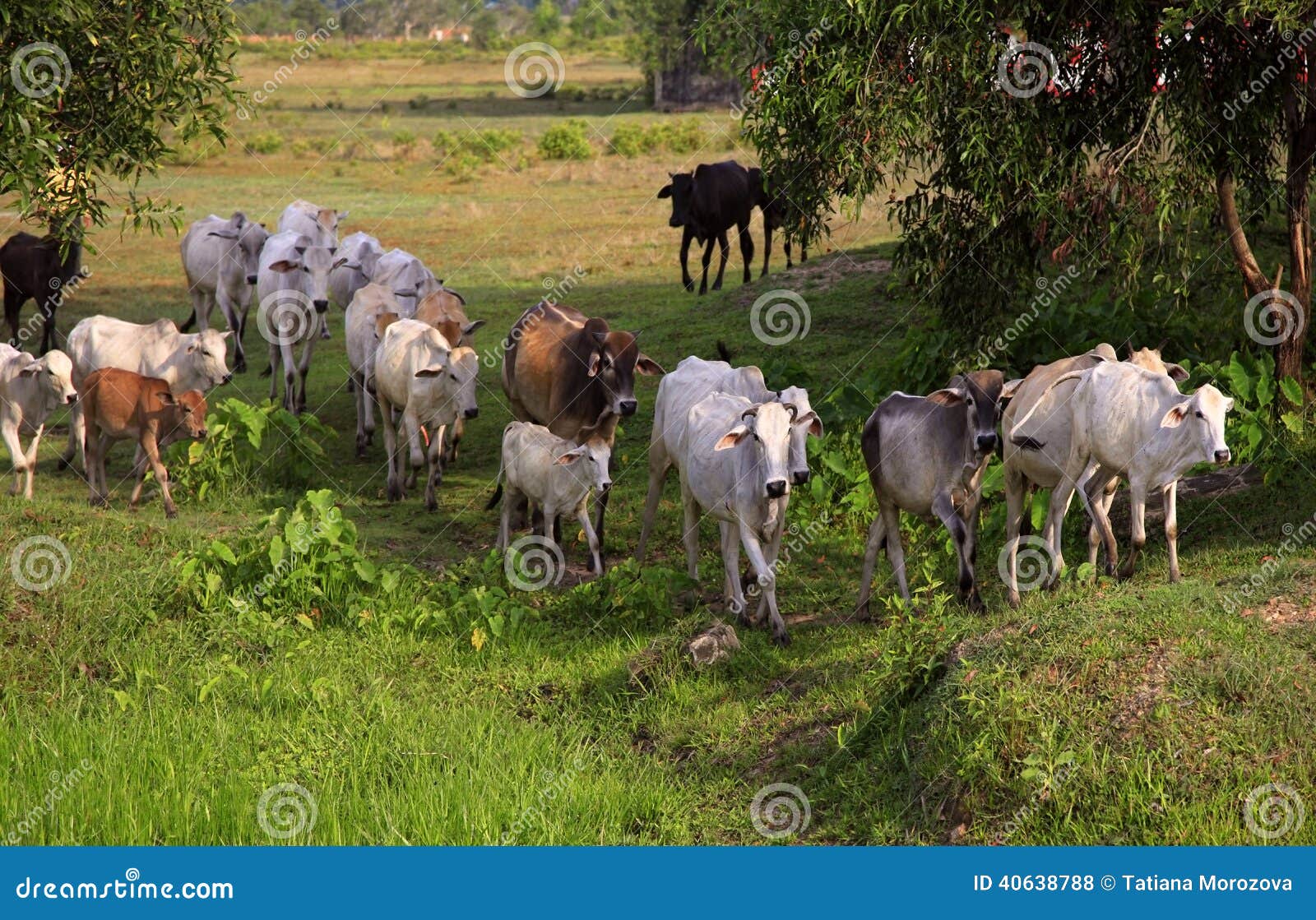 Vacas lecheras foto de archivo. Imagen de districto, naturalizado ...