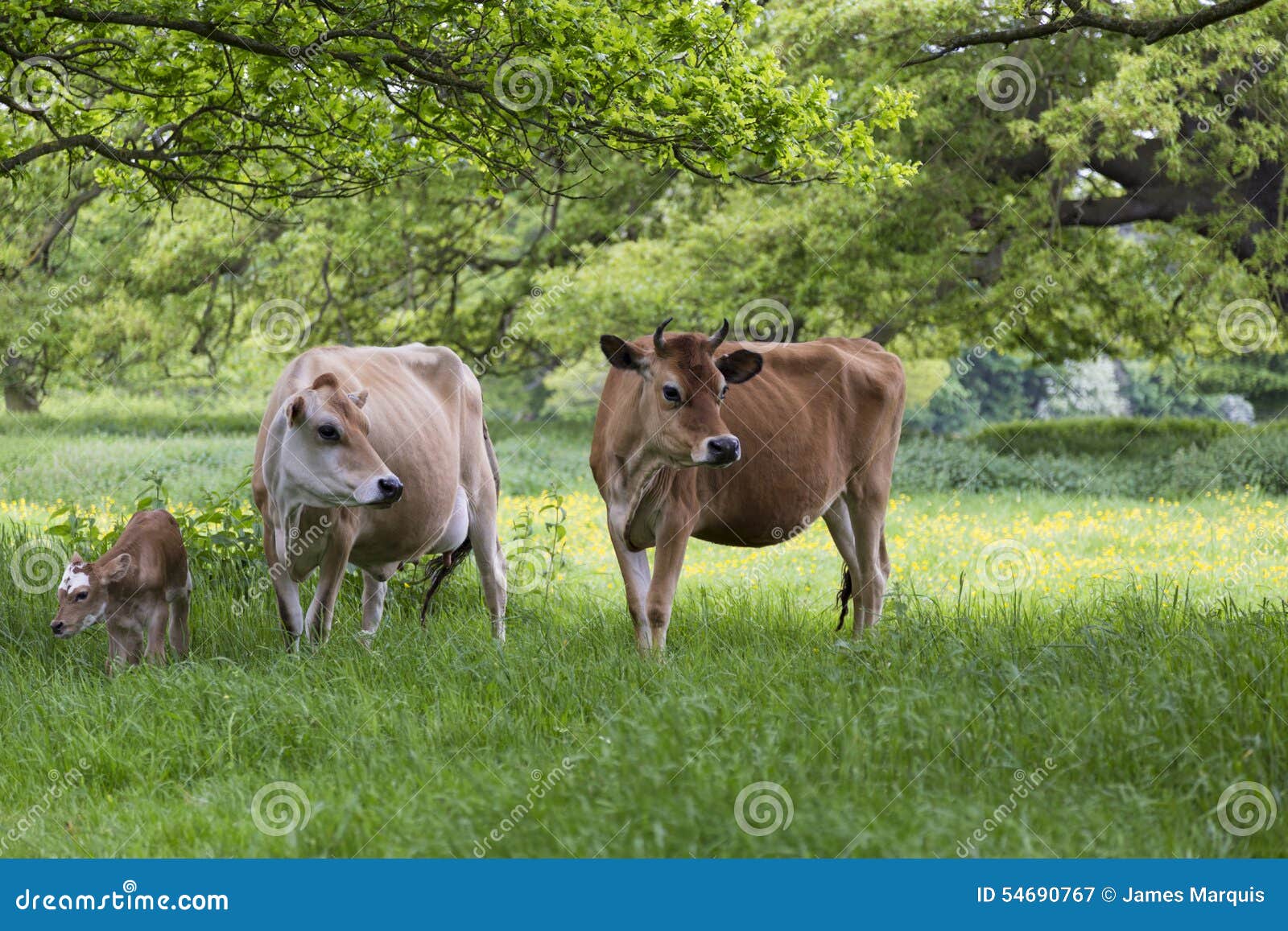Vacas Lecheras En Campo Con El Becerro Imagen de archivo - Imagen de ...
