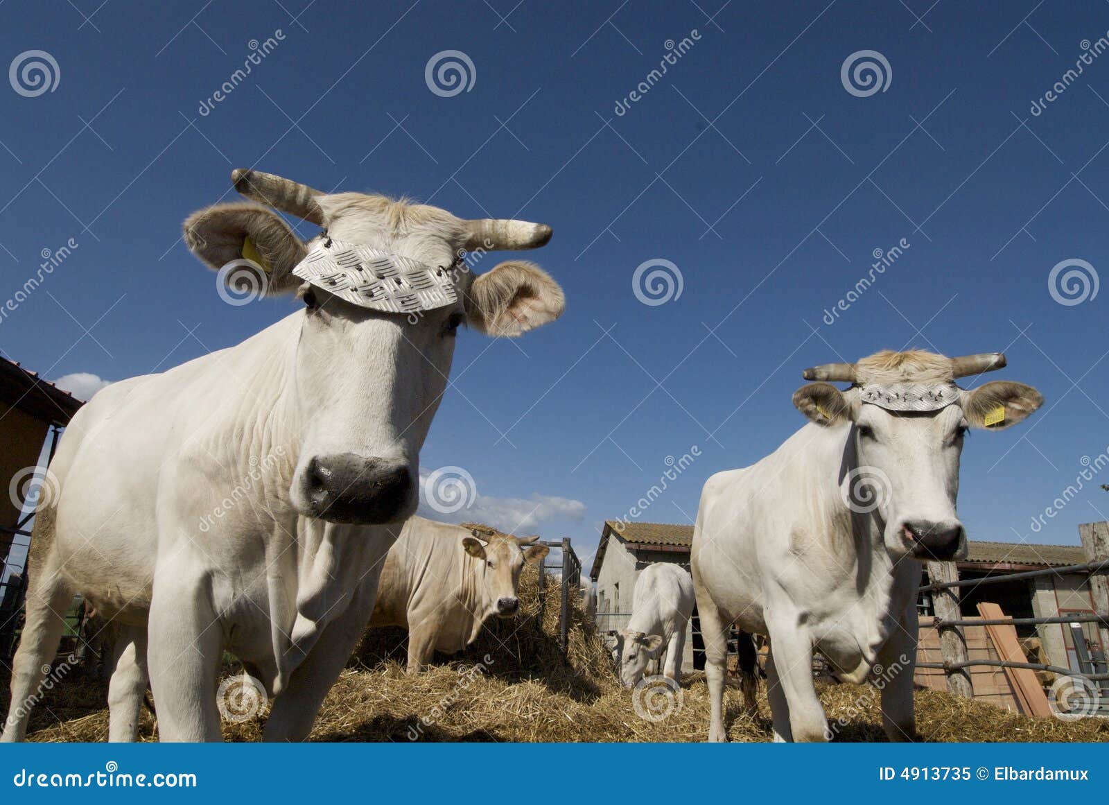 Vacas Marcadas Con Etiqueta Imagen de archivo - Imagen de cara, carne ...