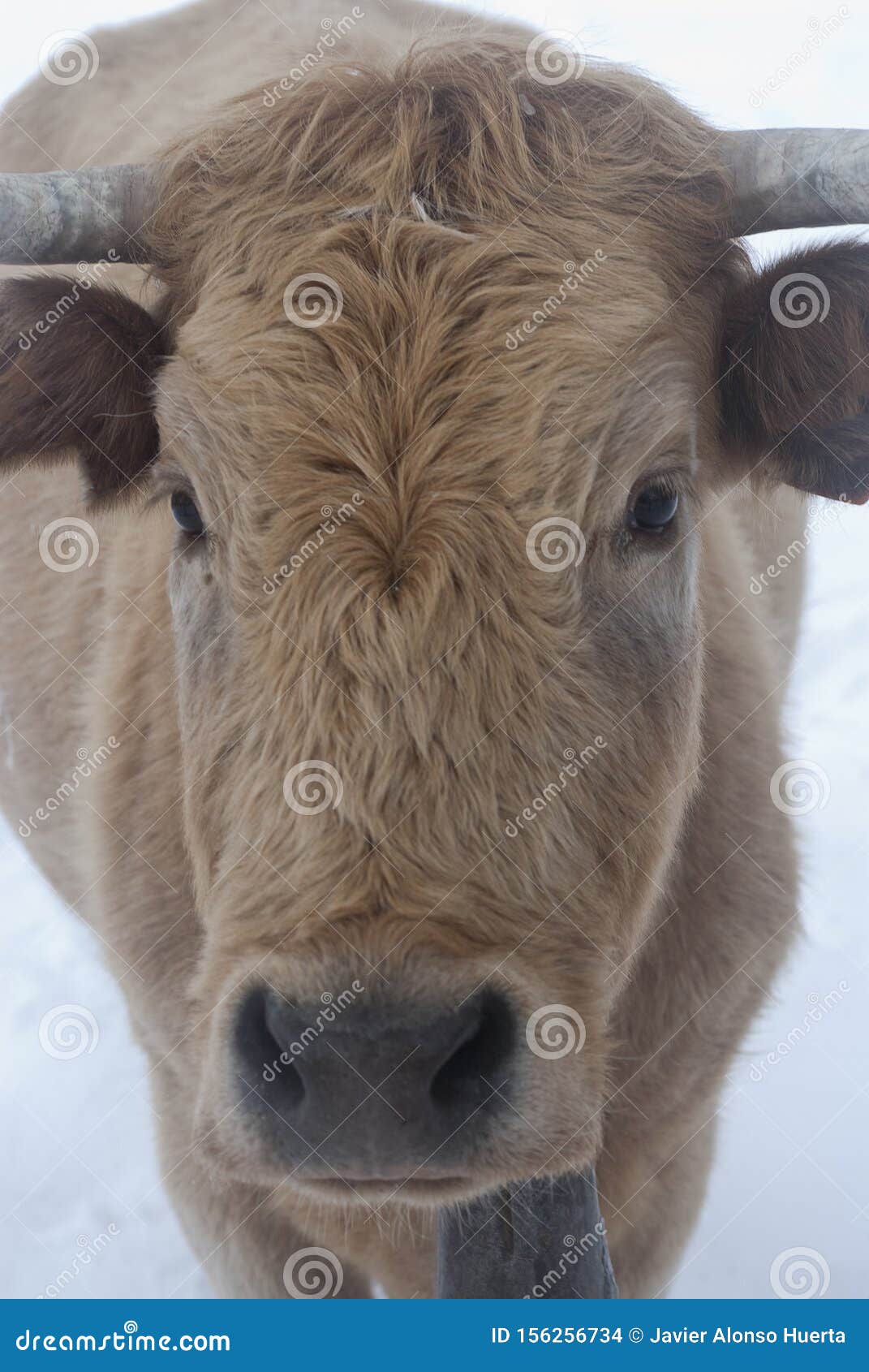 Vacas na neve da paisagem foto de stock. Imagem de nave - 156256734