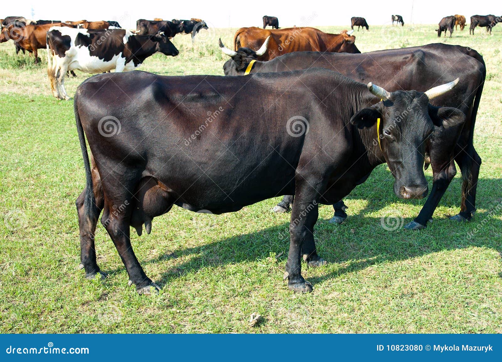 Vacas negras foto de archivo. Imagen de campo, prado - 10823080