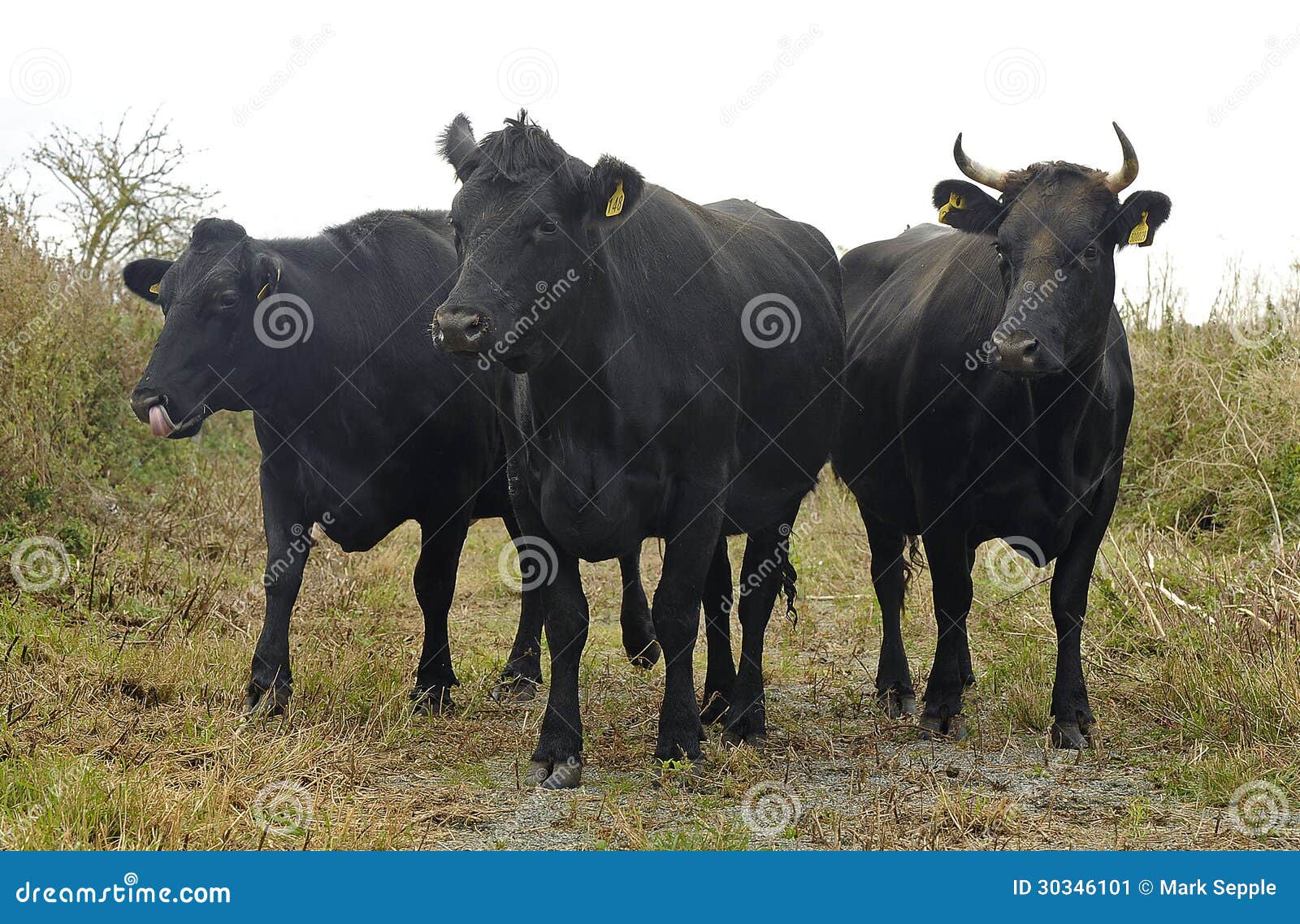 Vacas negras imagen de archivo. Imagen de fauna, vacas - 30346101