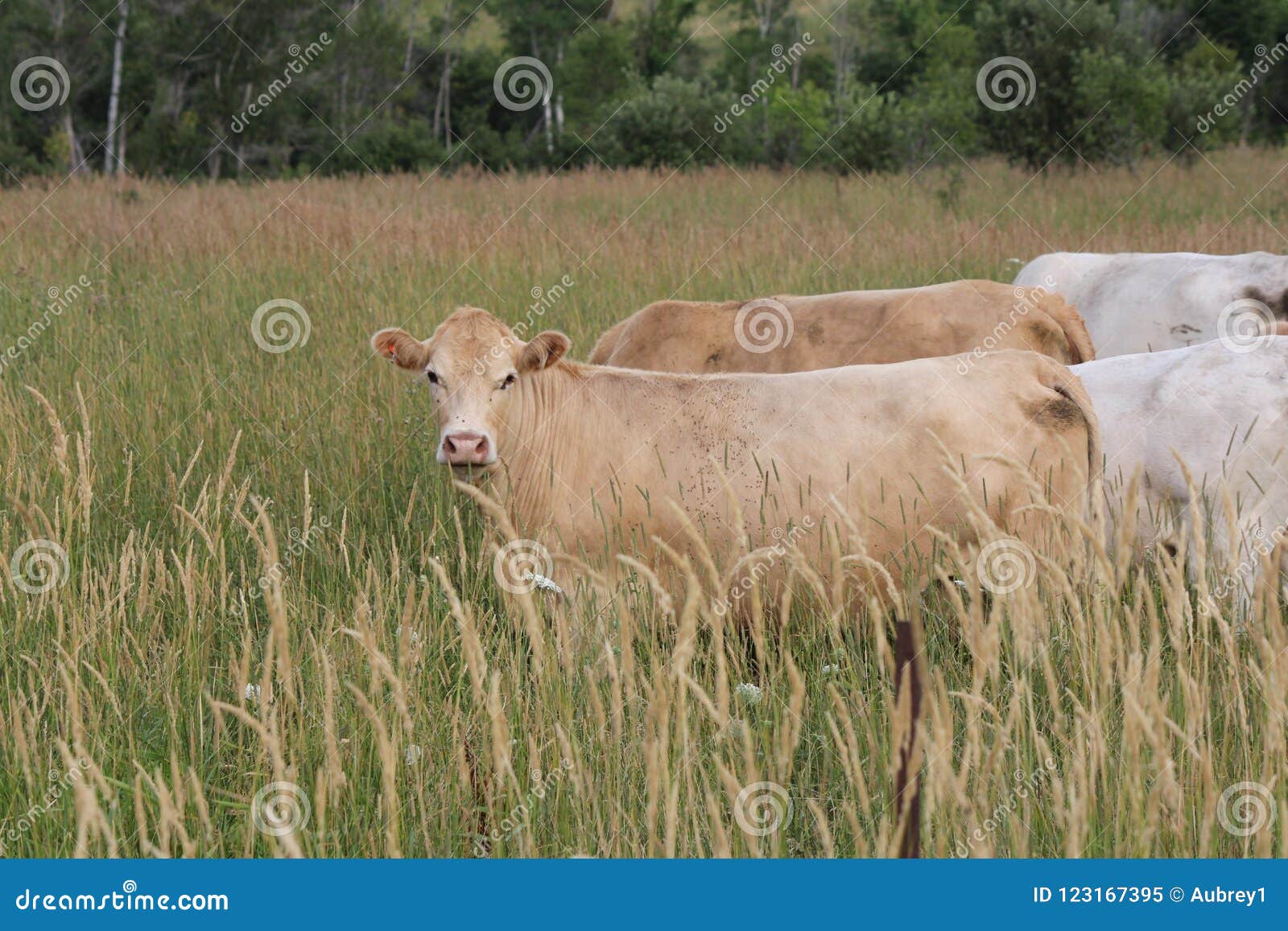 Vacas no campo imagem de stock. Imagem de branco, vacas - 123167395