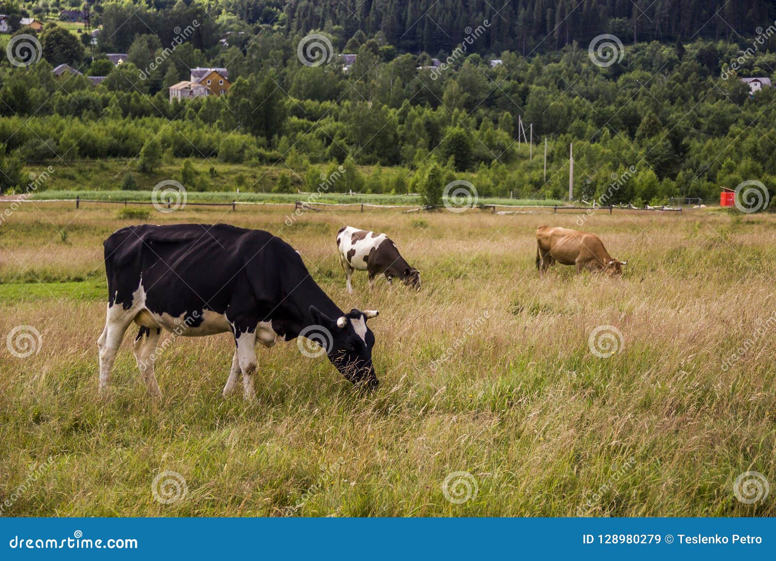 Vacas no campo imagem de stock. Imagem de marrom, prado - 128980279